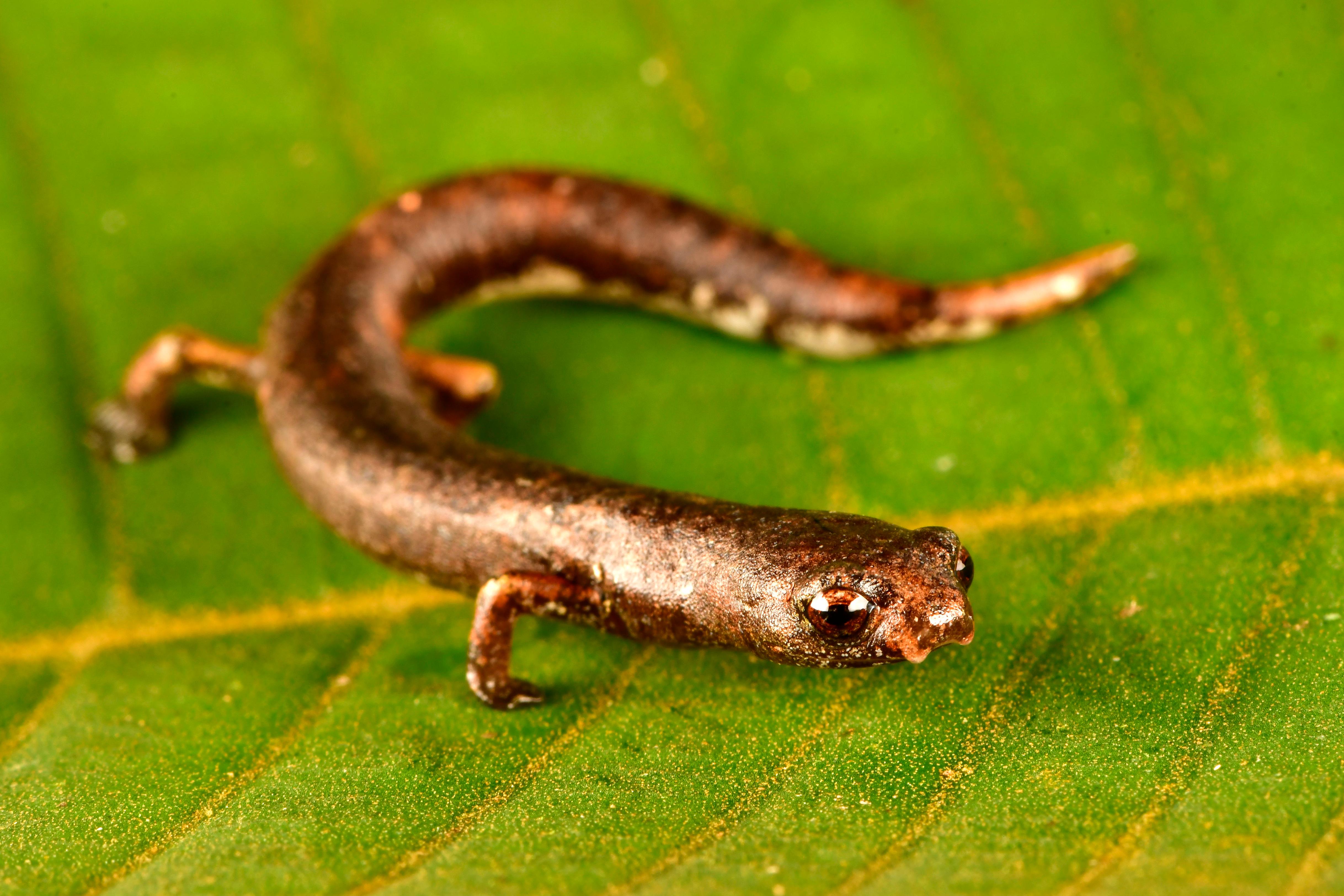 What on Earth is ‘eDNA’? | Conservation International