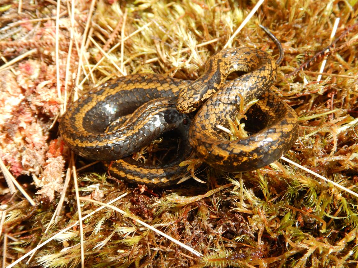 Tachymenoides harrisonfordi: A new snake species named after Harrison ...