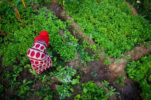 LandScale | Conservation International