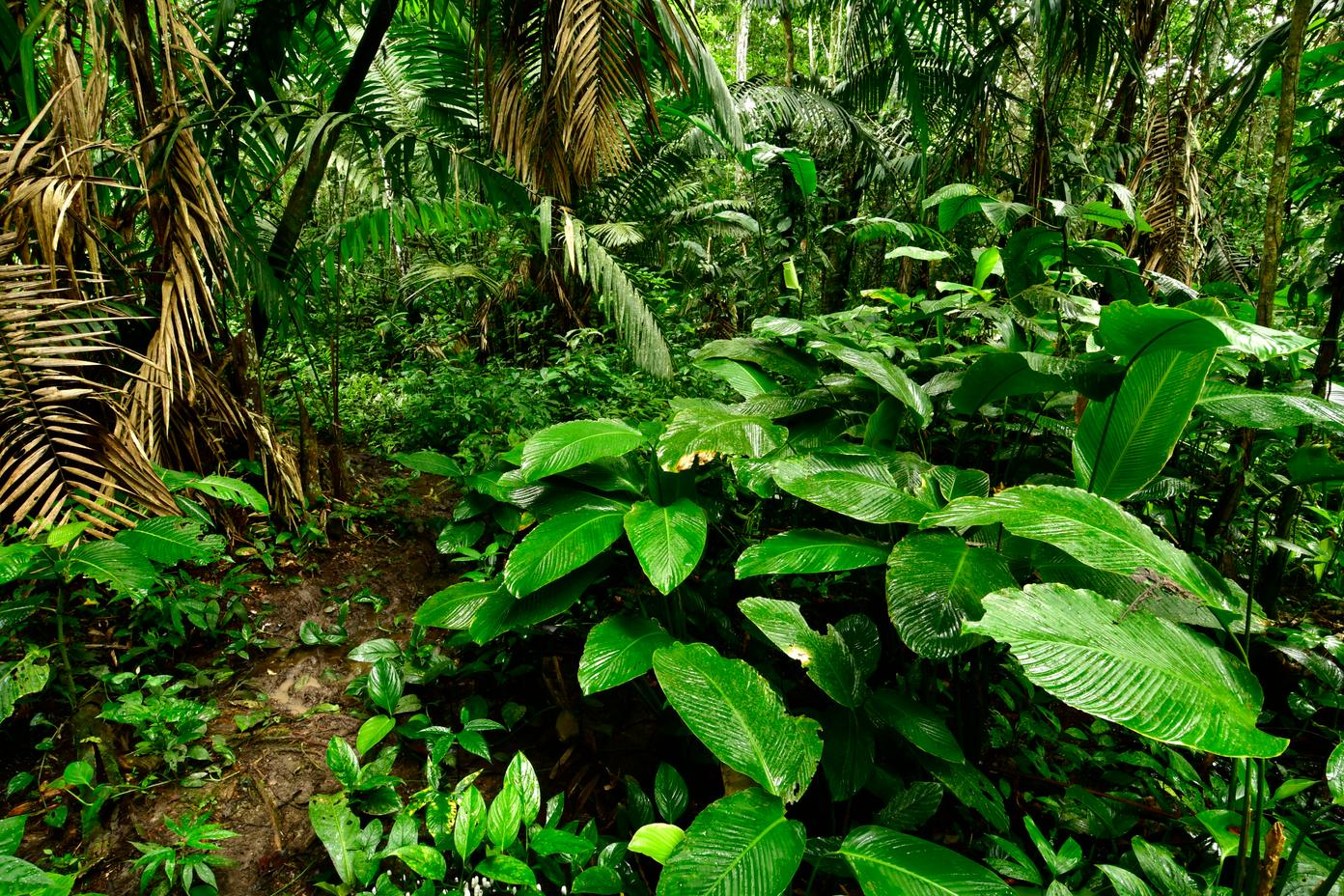 Uncovering Alto Mayo's hidden biodiversity | Conservation International