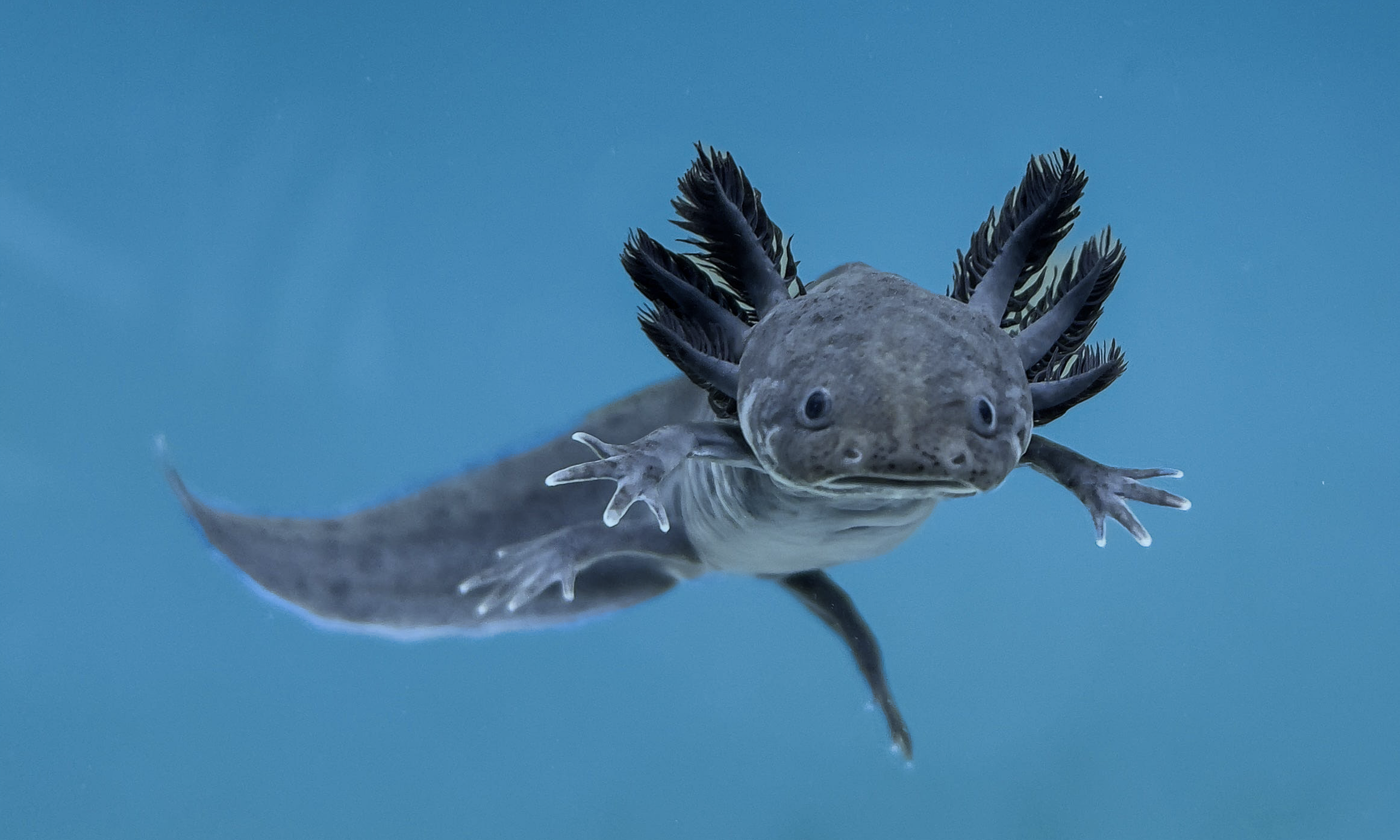 Axolotl conservation | Conservation International