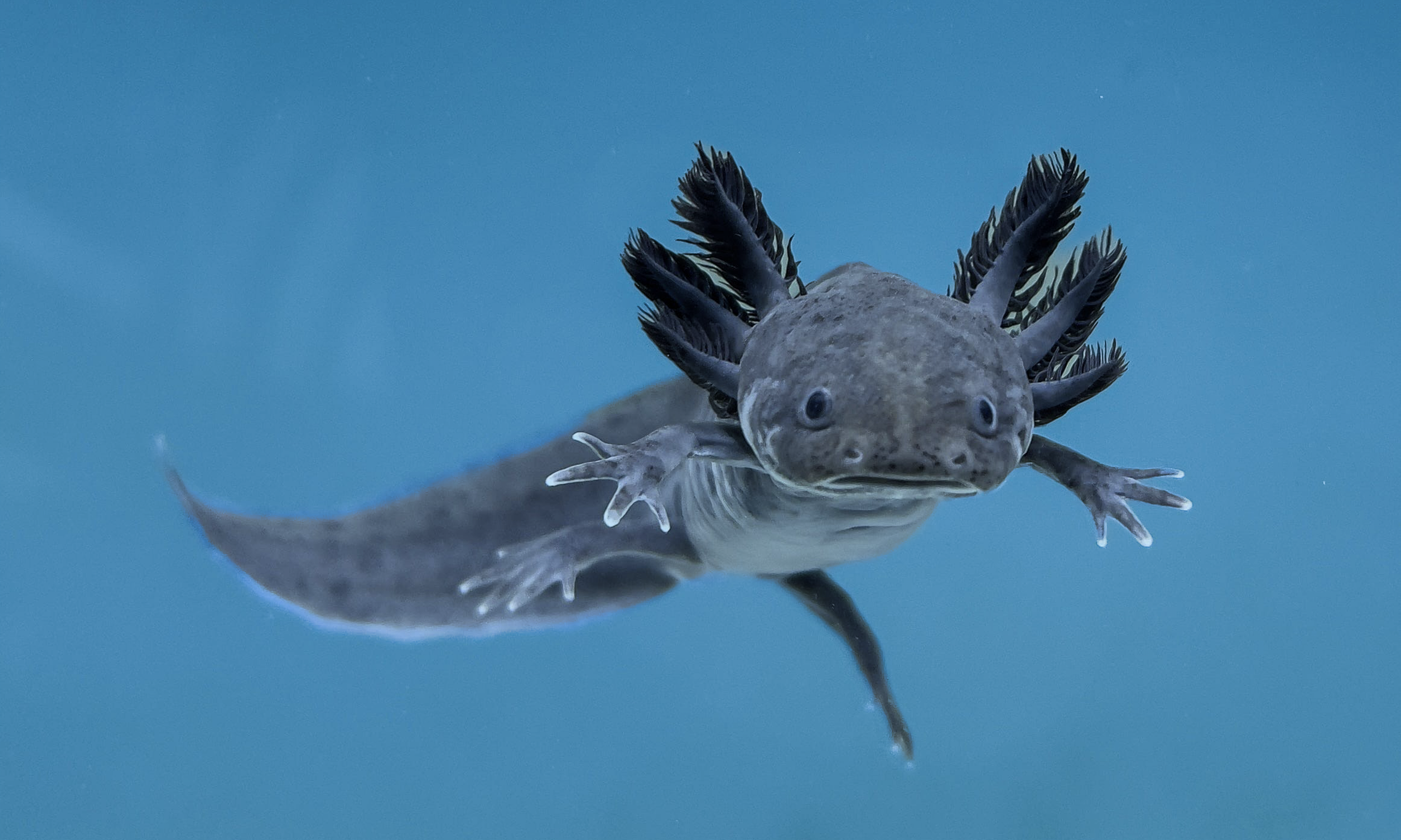 Axolotl conservation | Conservation International