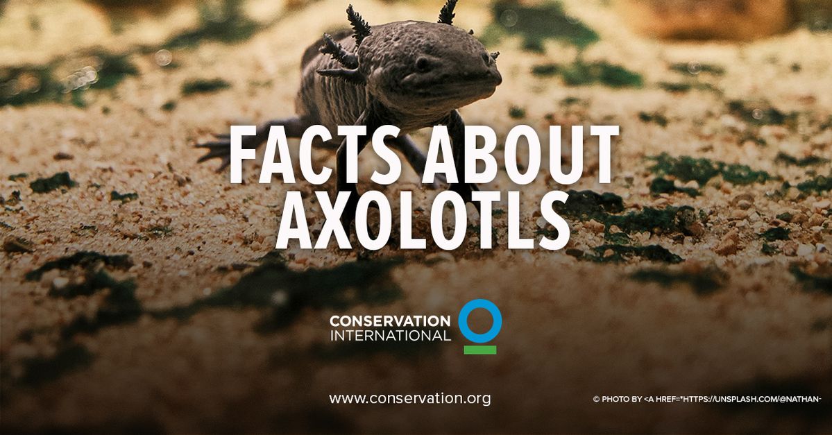 Facts about axolotls | Conservation International