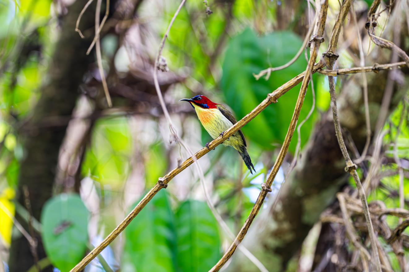 Can AI help protect nature? | Conservation International