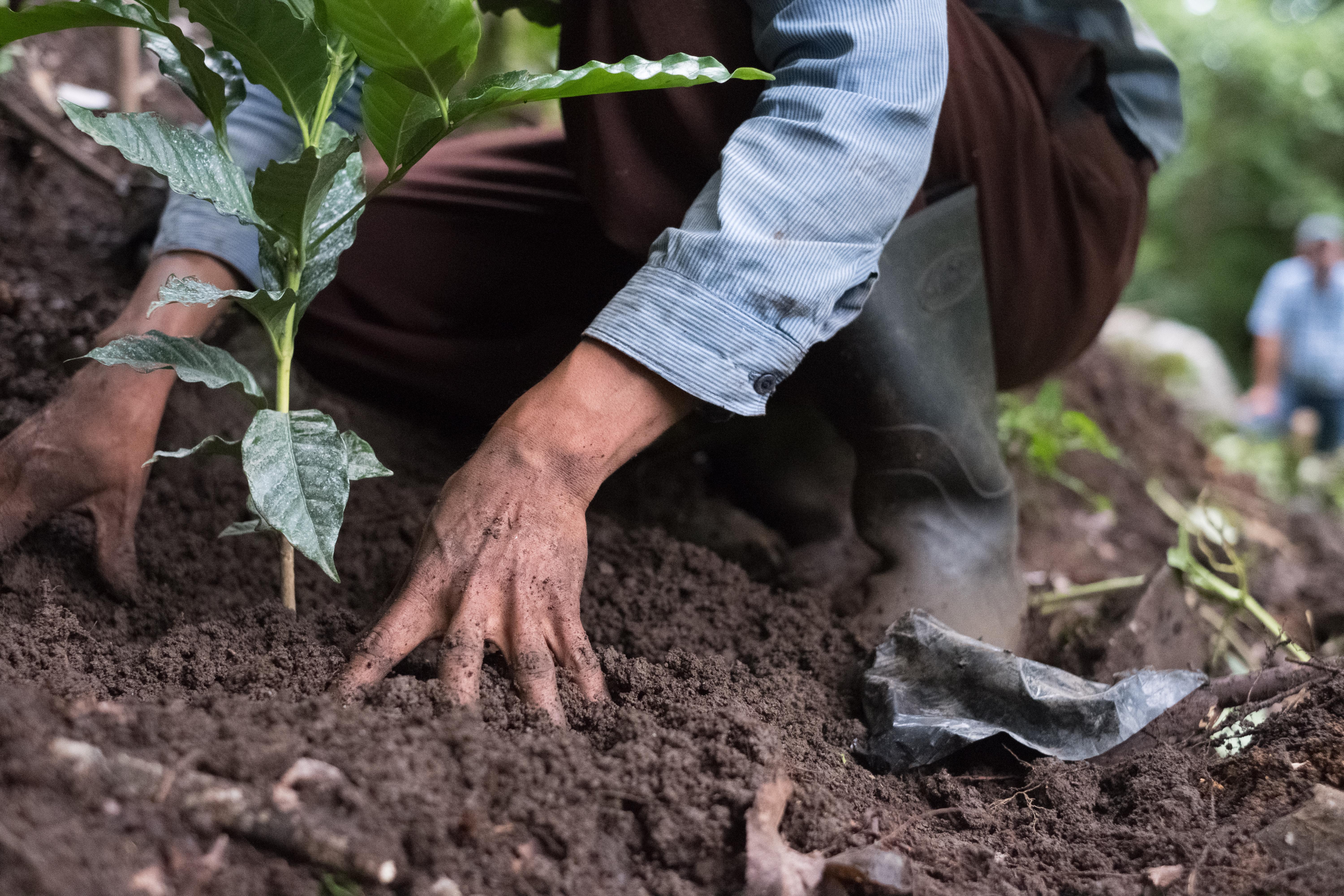Starbucks Coffee Company | Conservation International