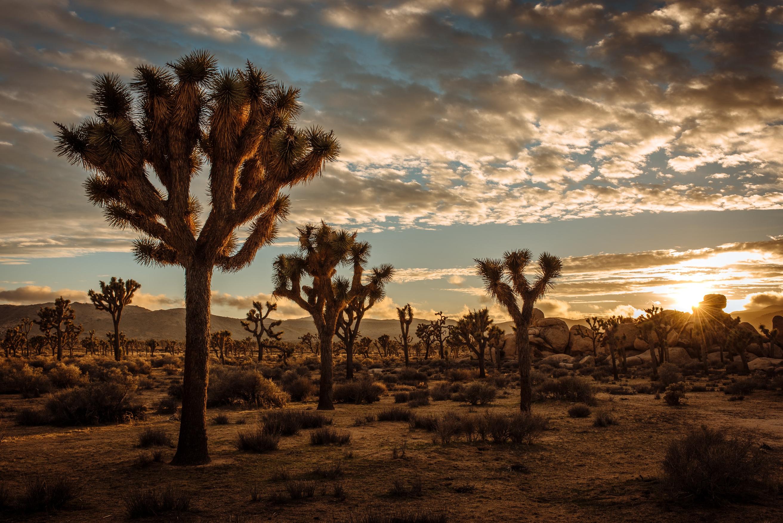 Unusual Trees of the World | Conservation International