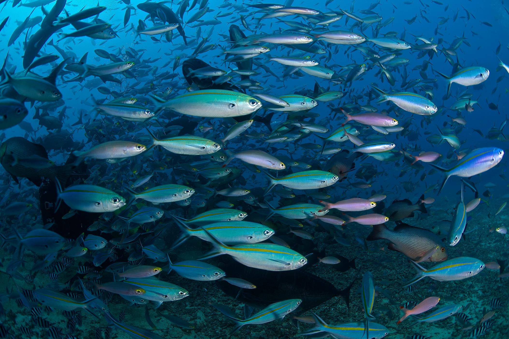 News spotlight: How many fish in the sea? Less than we thought ...