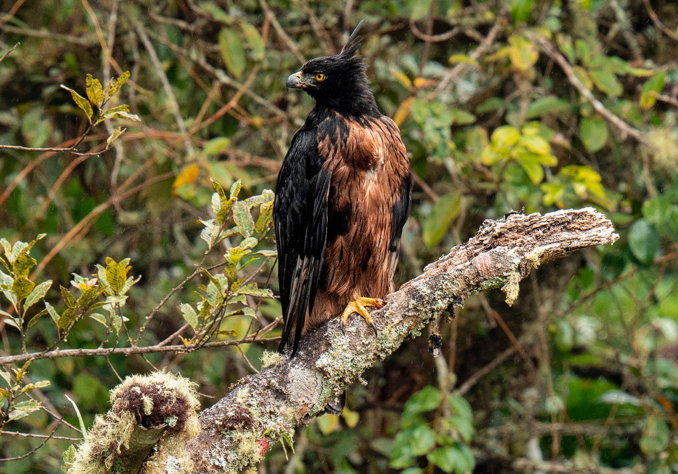 A rare eagle returns to Colombia’s coffee country | Conservation ...