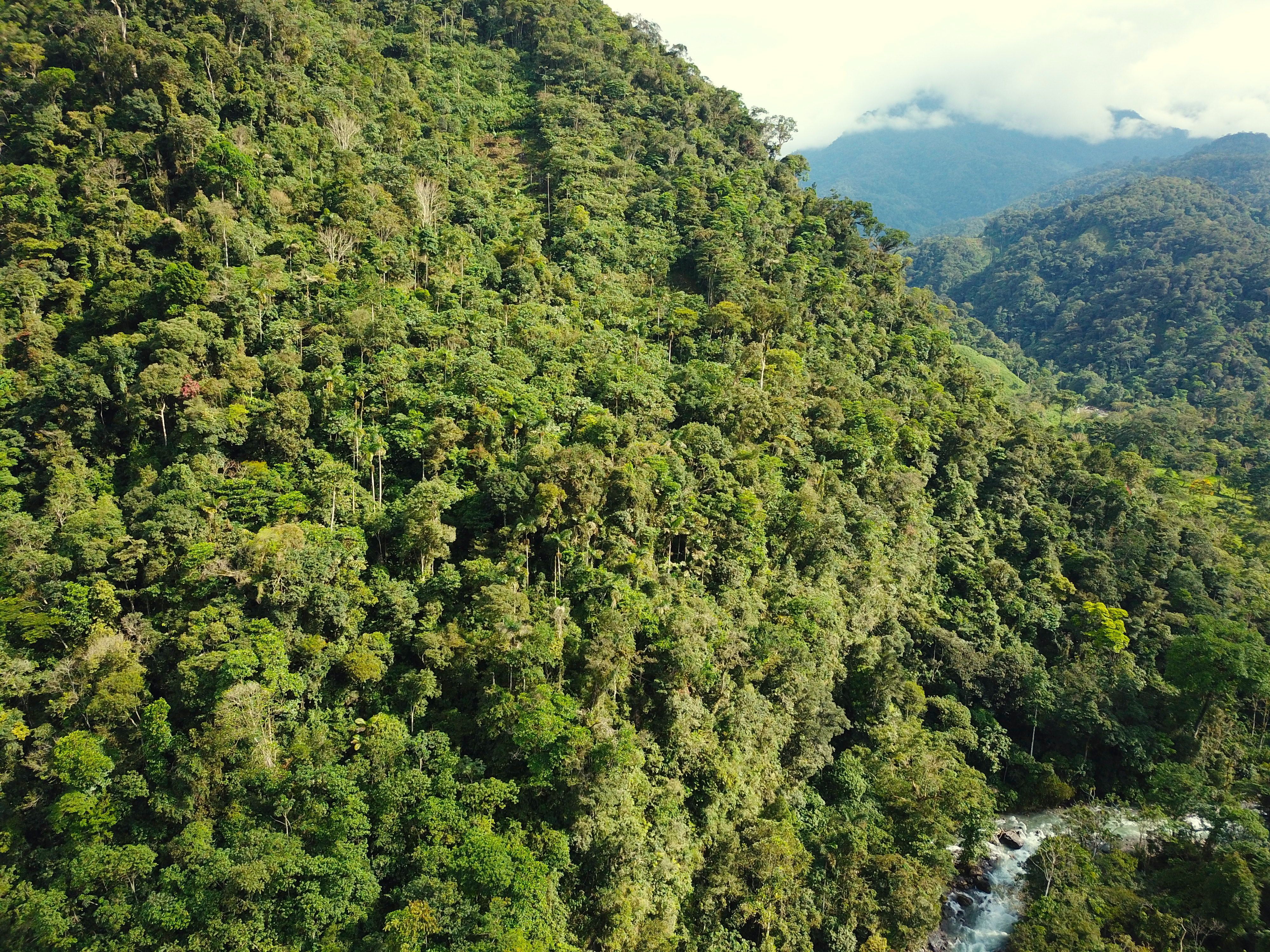Conservation International Statement on News Story About Alto Mayo ...