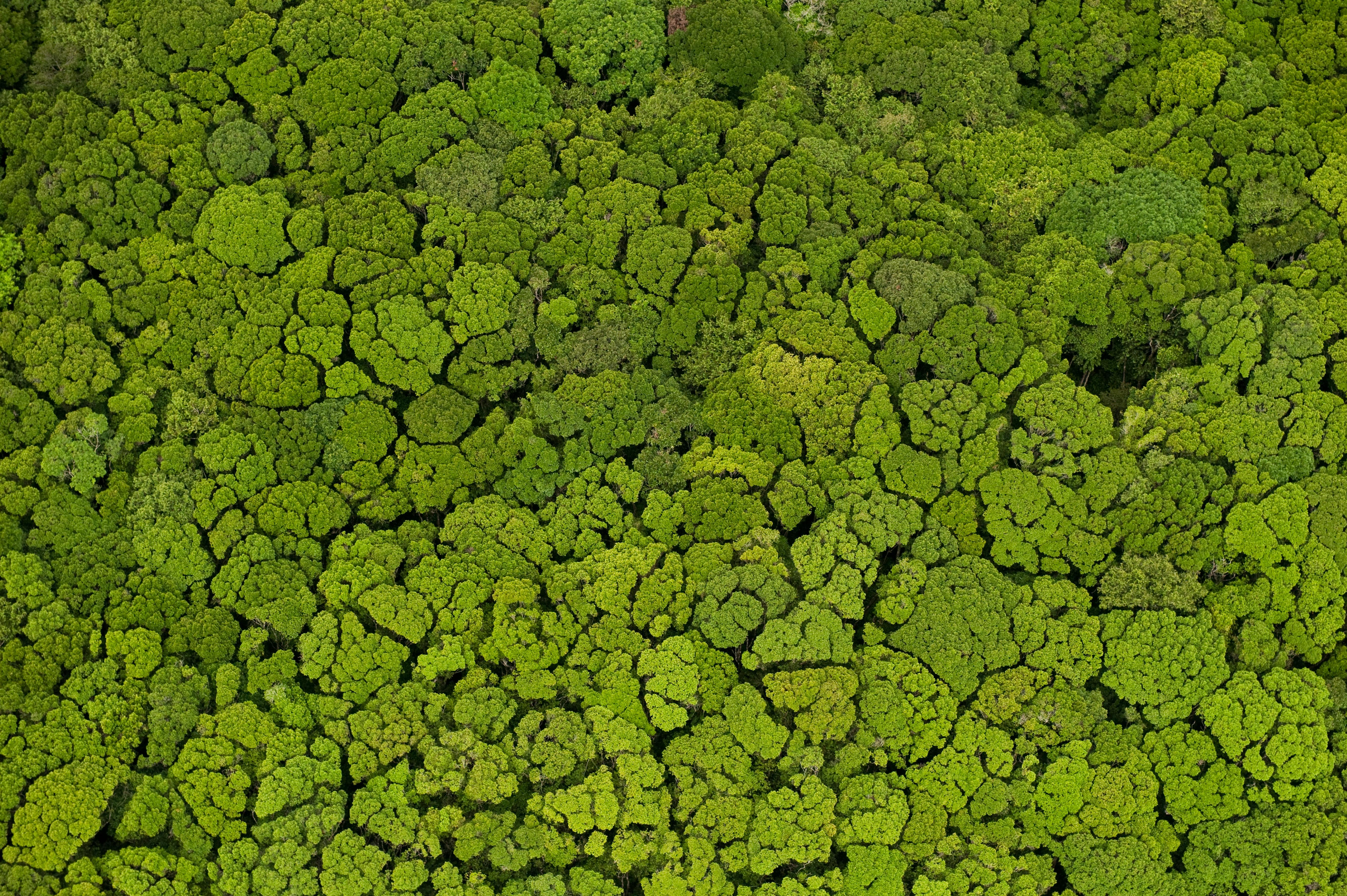 3 ways climate change affects tropical rainforests | Conservation ...