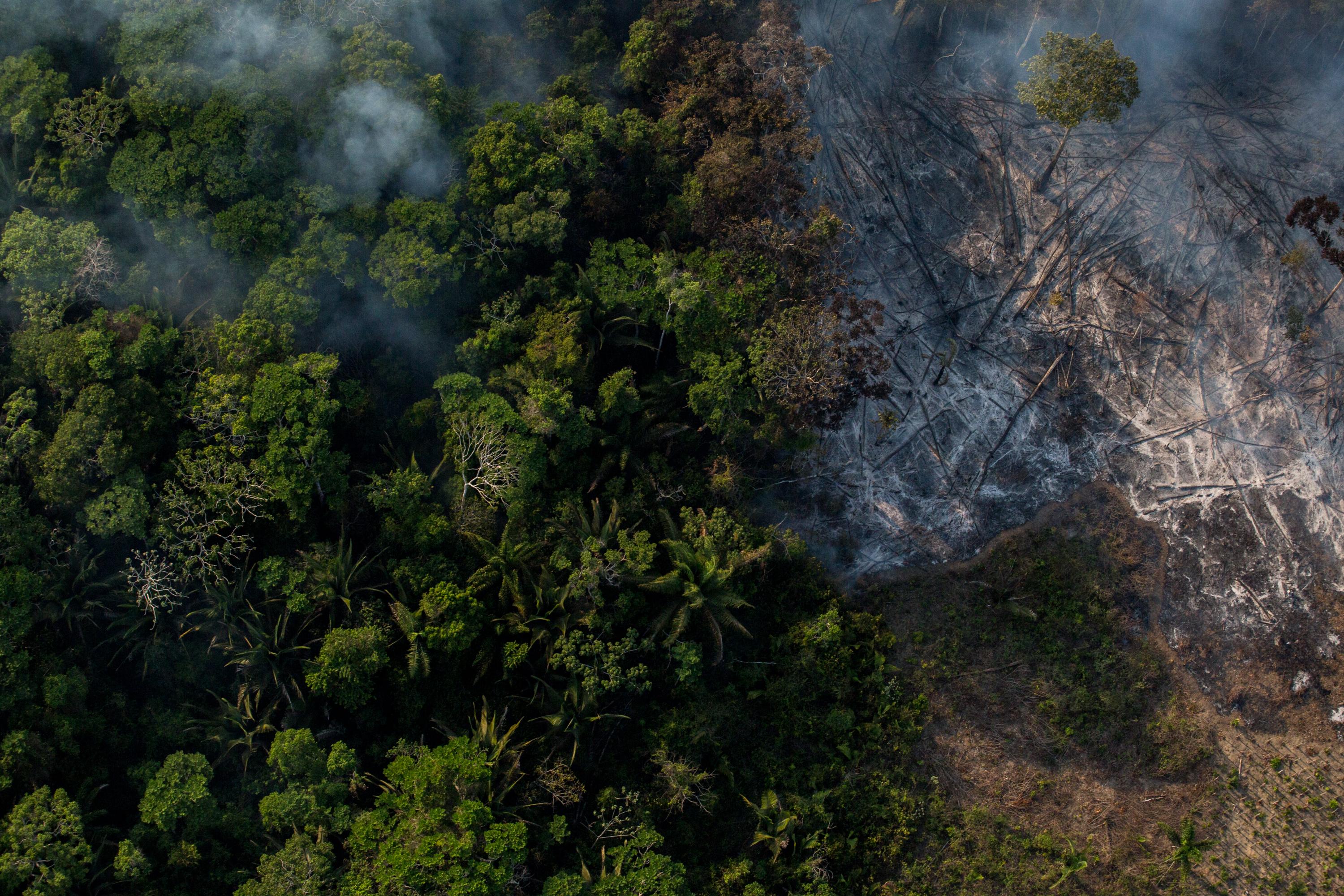 Study: How years of wildfires have devastated the Amazon | Conservation ...