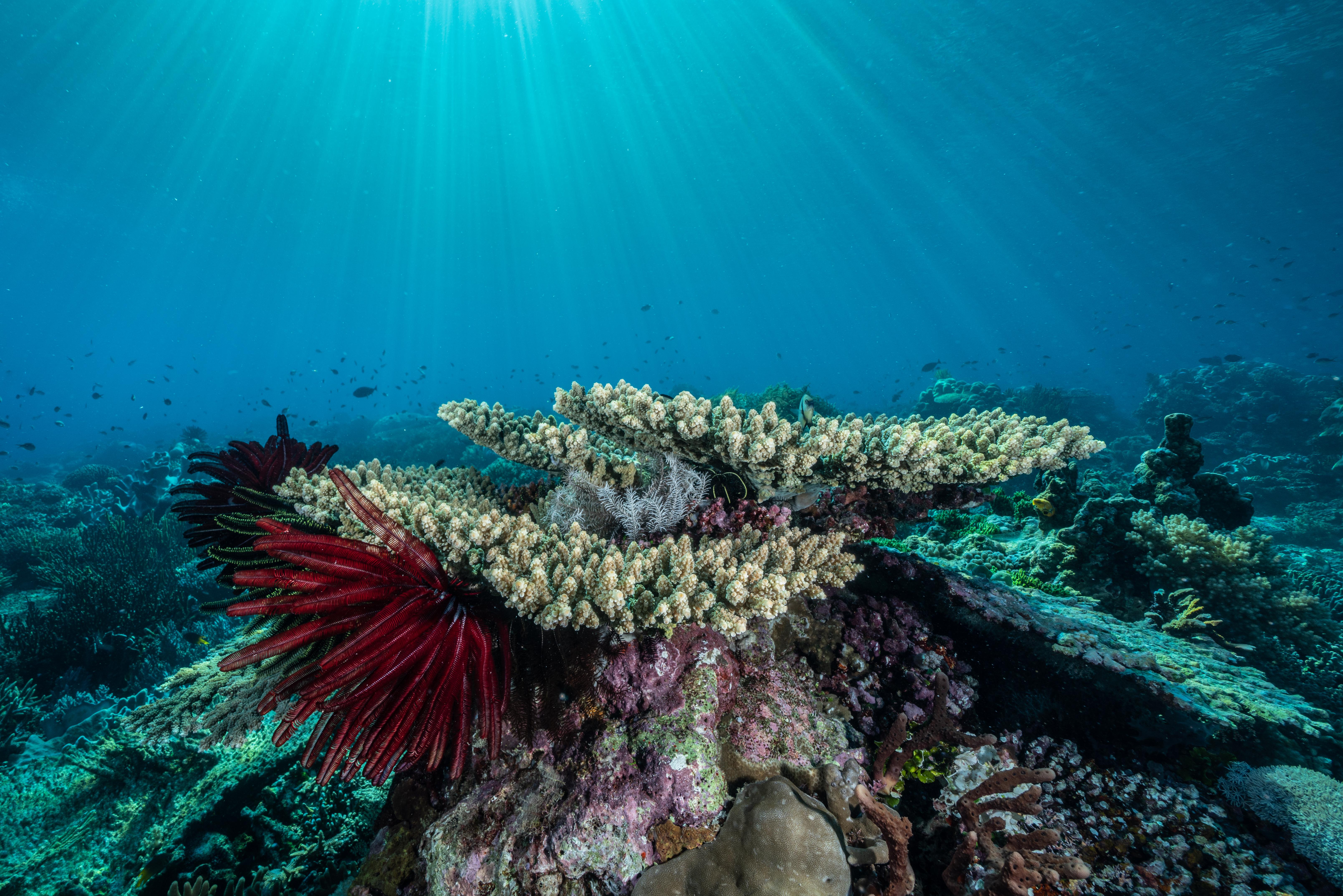 5 ways the ocean keeps our climate in check | Conservation International