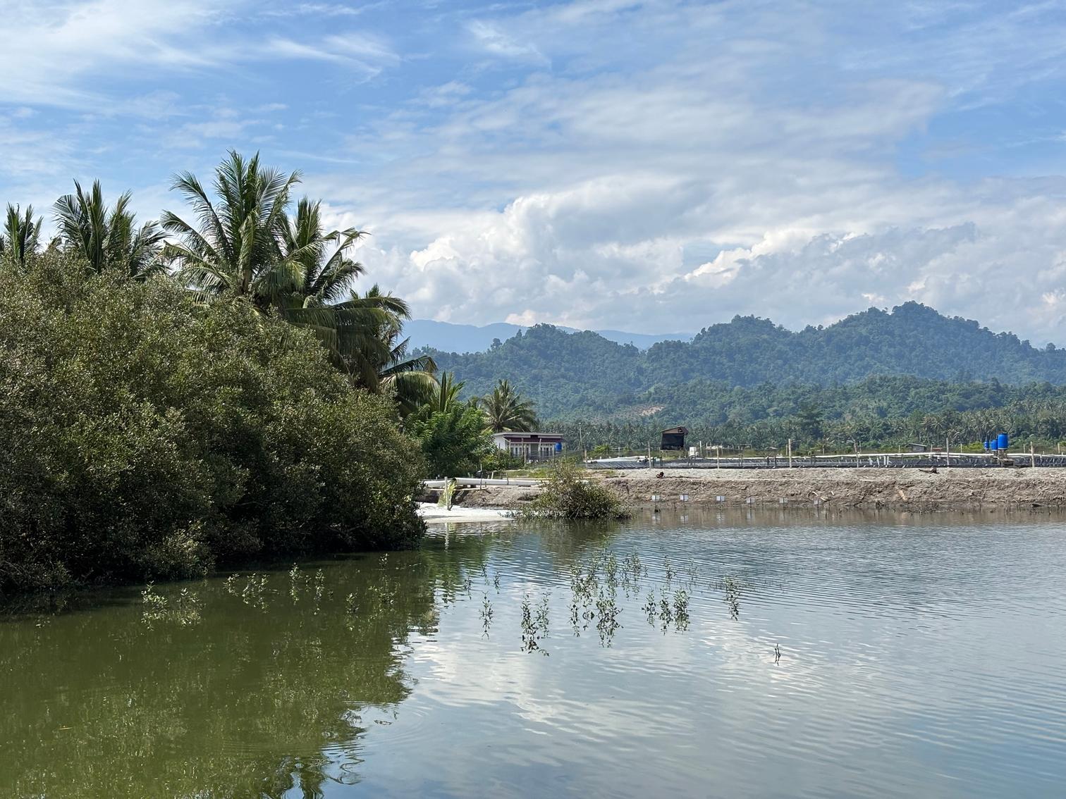 Is there a better way to farm shrimp? A new project says yes ...