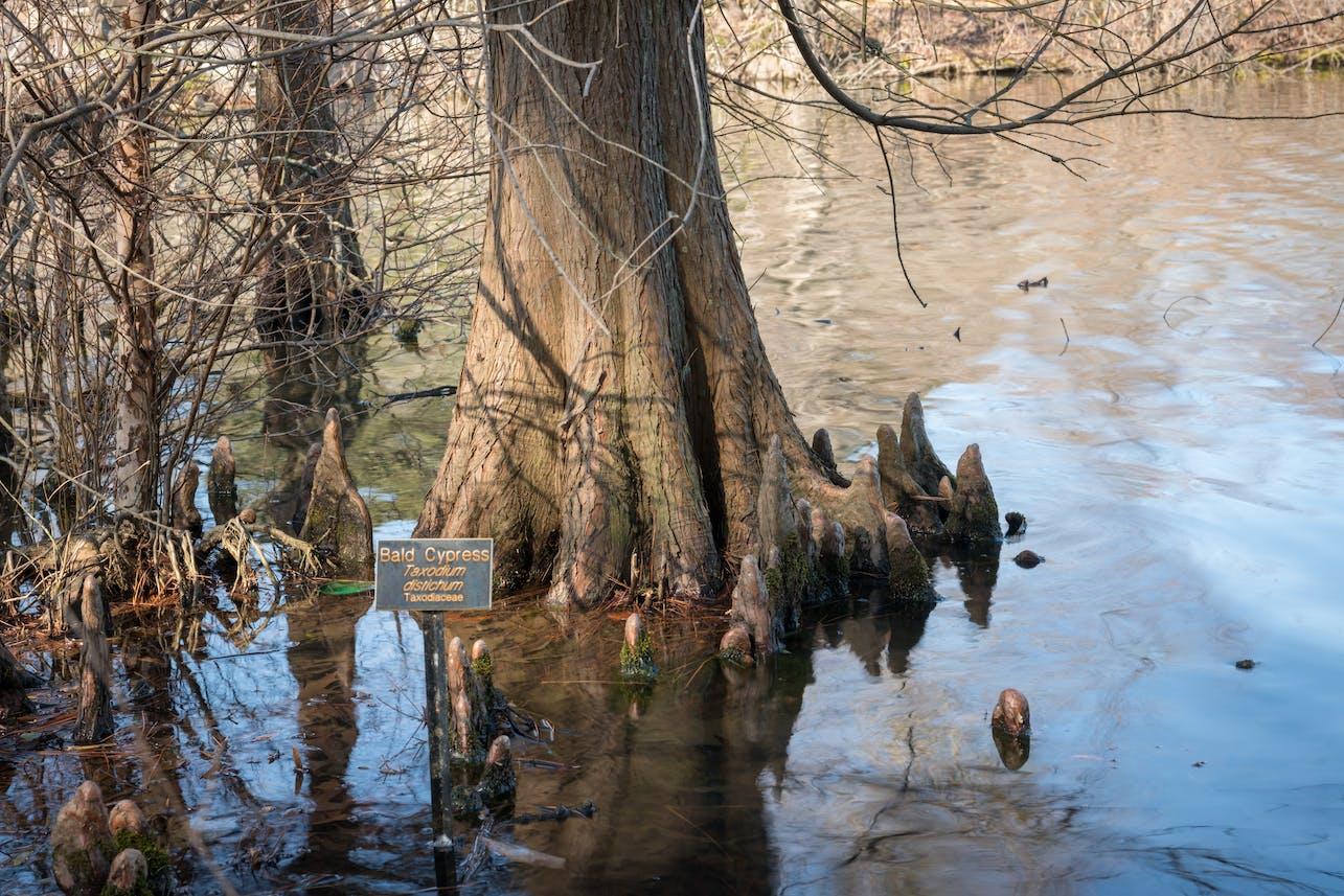 Unusual Trees of the World | Conservation International