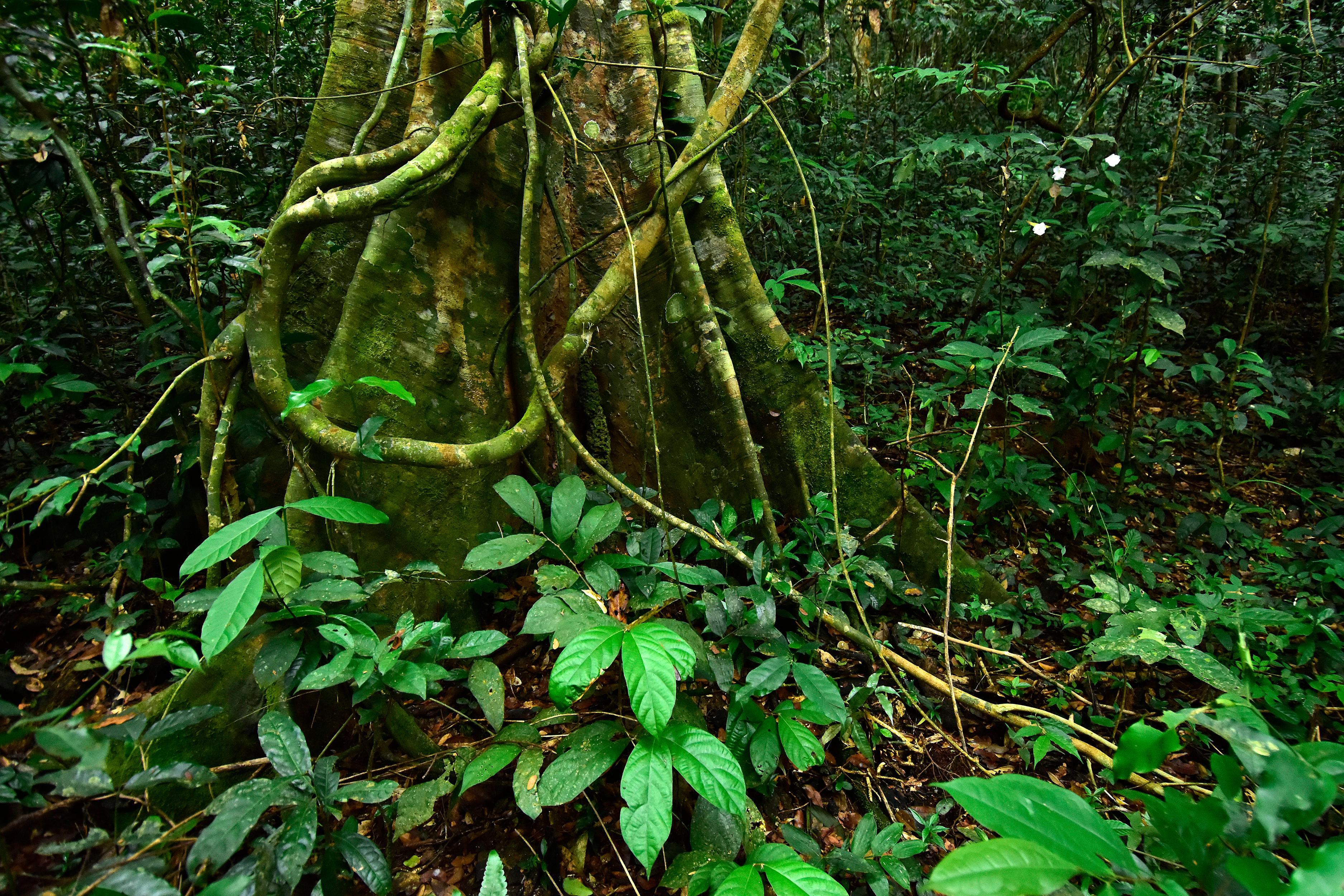 Strengthening conservation and effective governance of Liberia’s ...