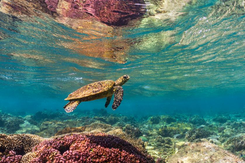 CI-GEF Project Agency | Conservation International