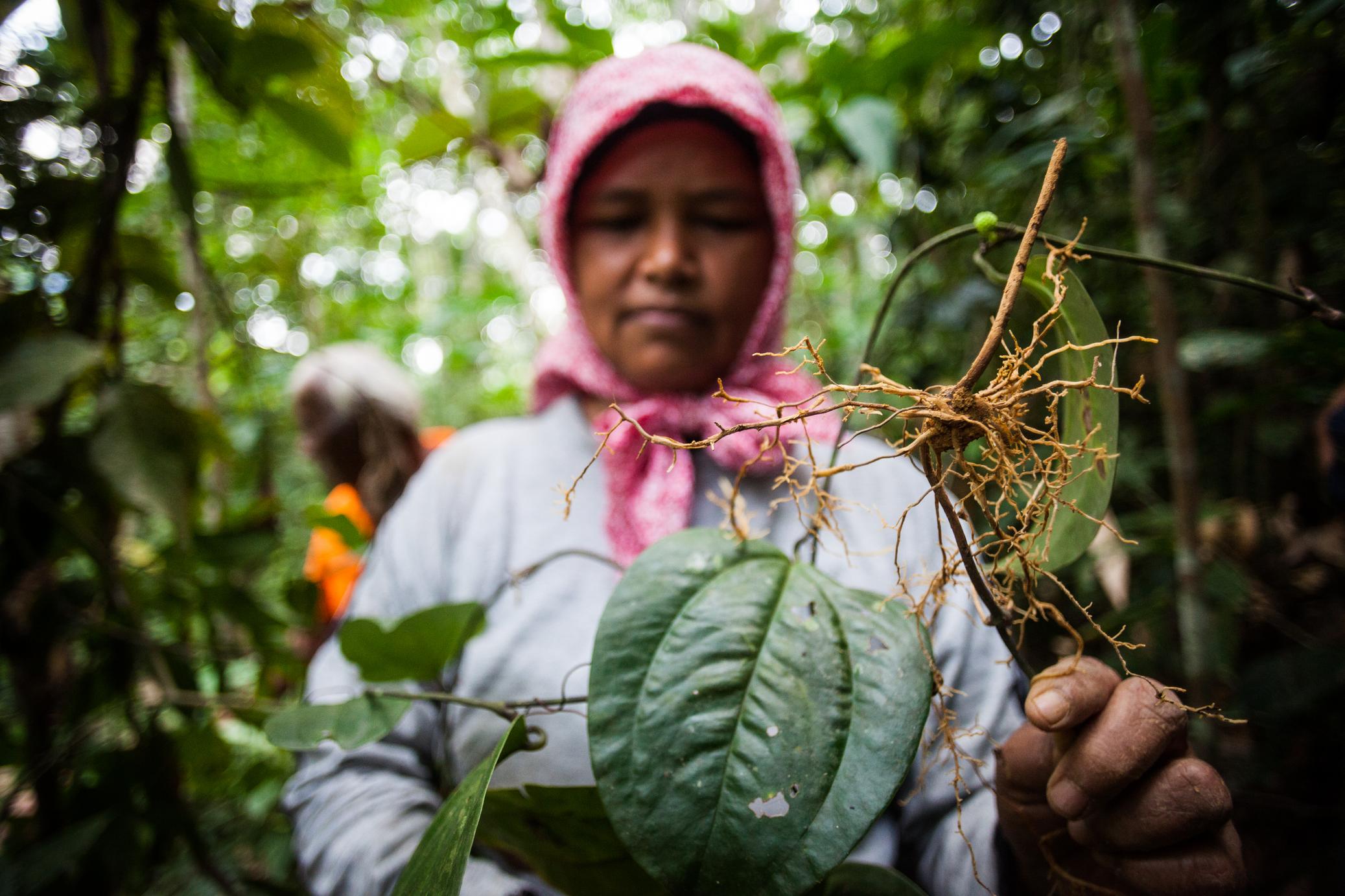 Doctors without biodiversity? New plan prescribes actions linking human ...