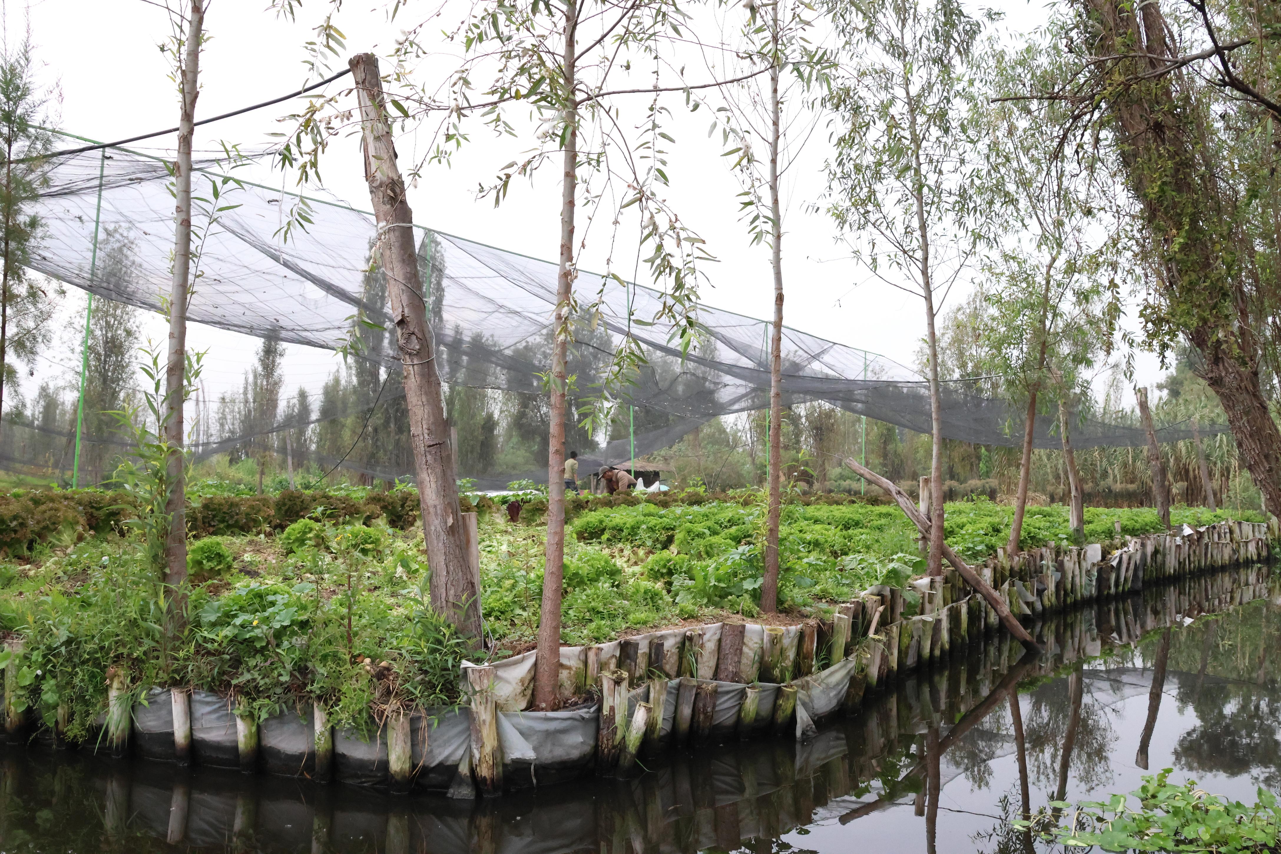 Axolotl conservation | Conservation International