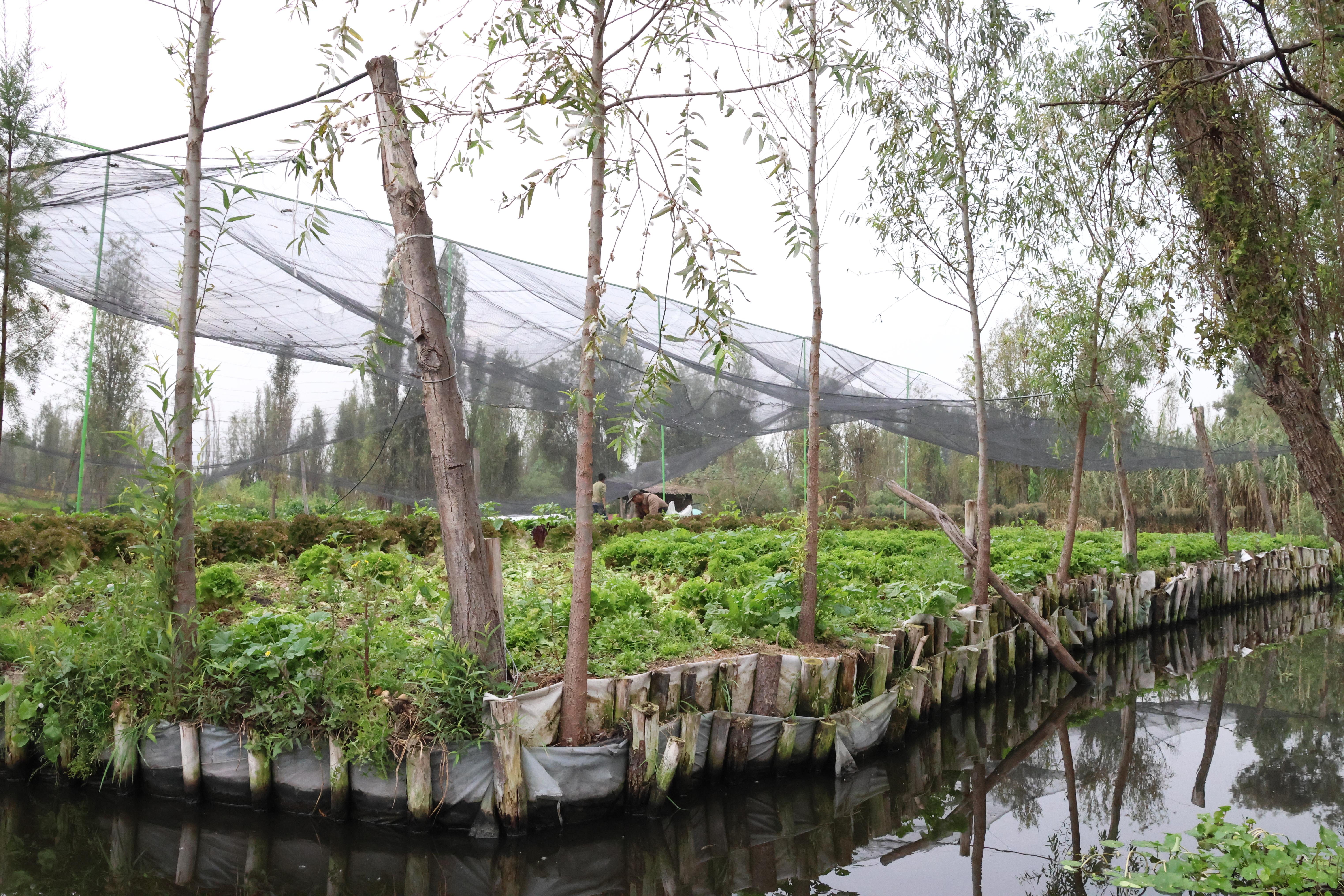 Axolotl conservation | Conservation International