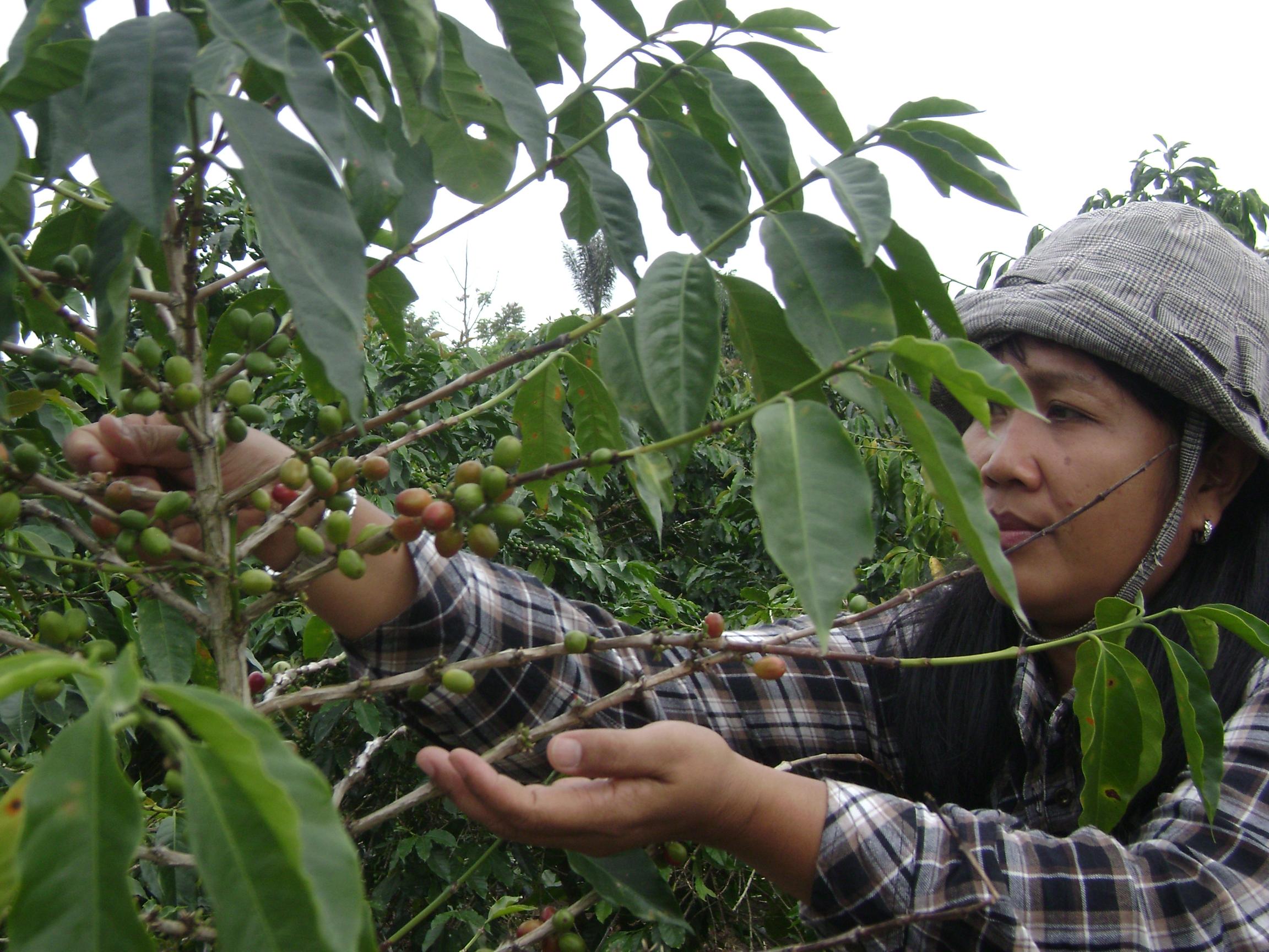 100 Million Trees initiative | Conservation International