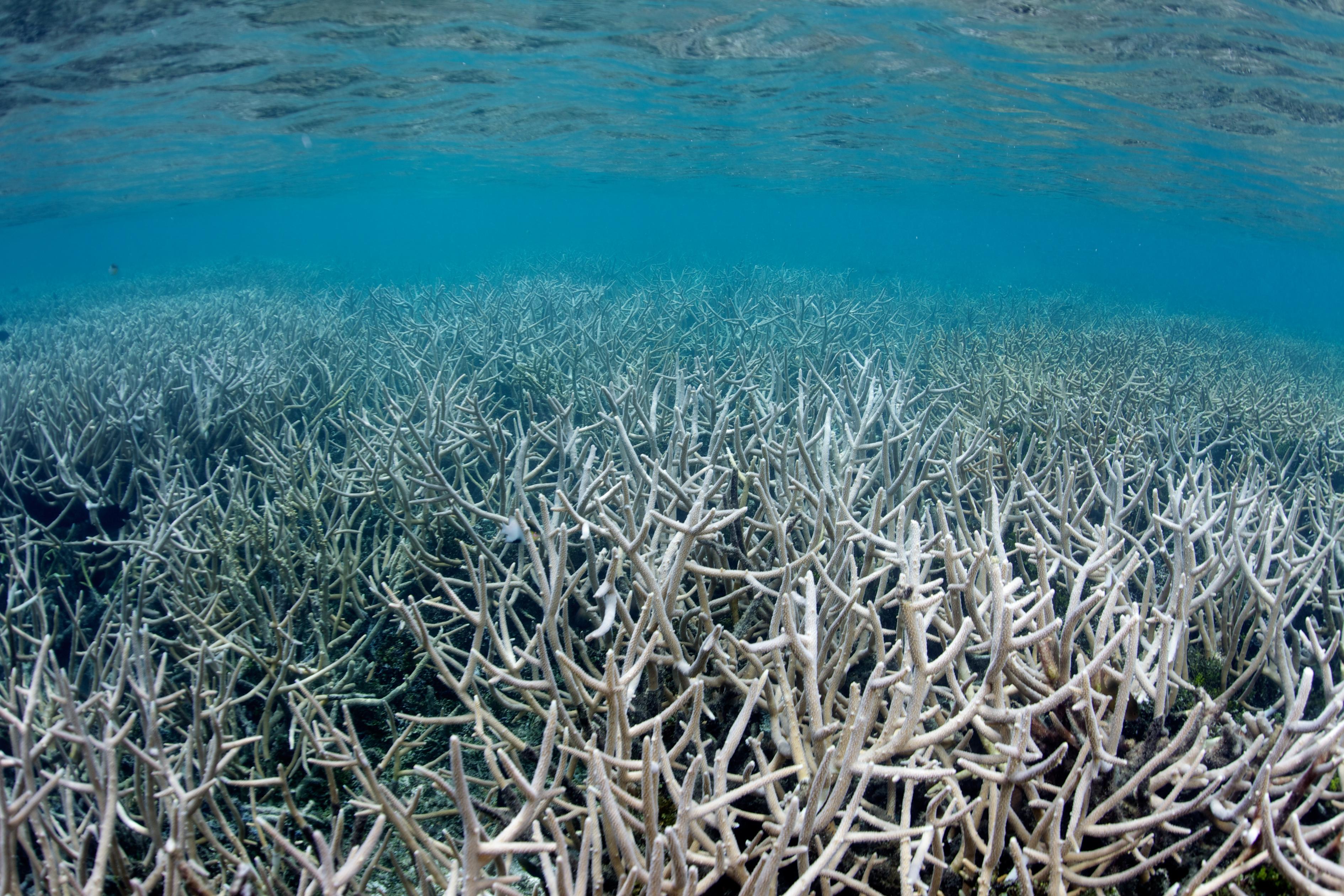 What on Earth is ‘coral bleaching’? | Conservation International