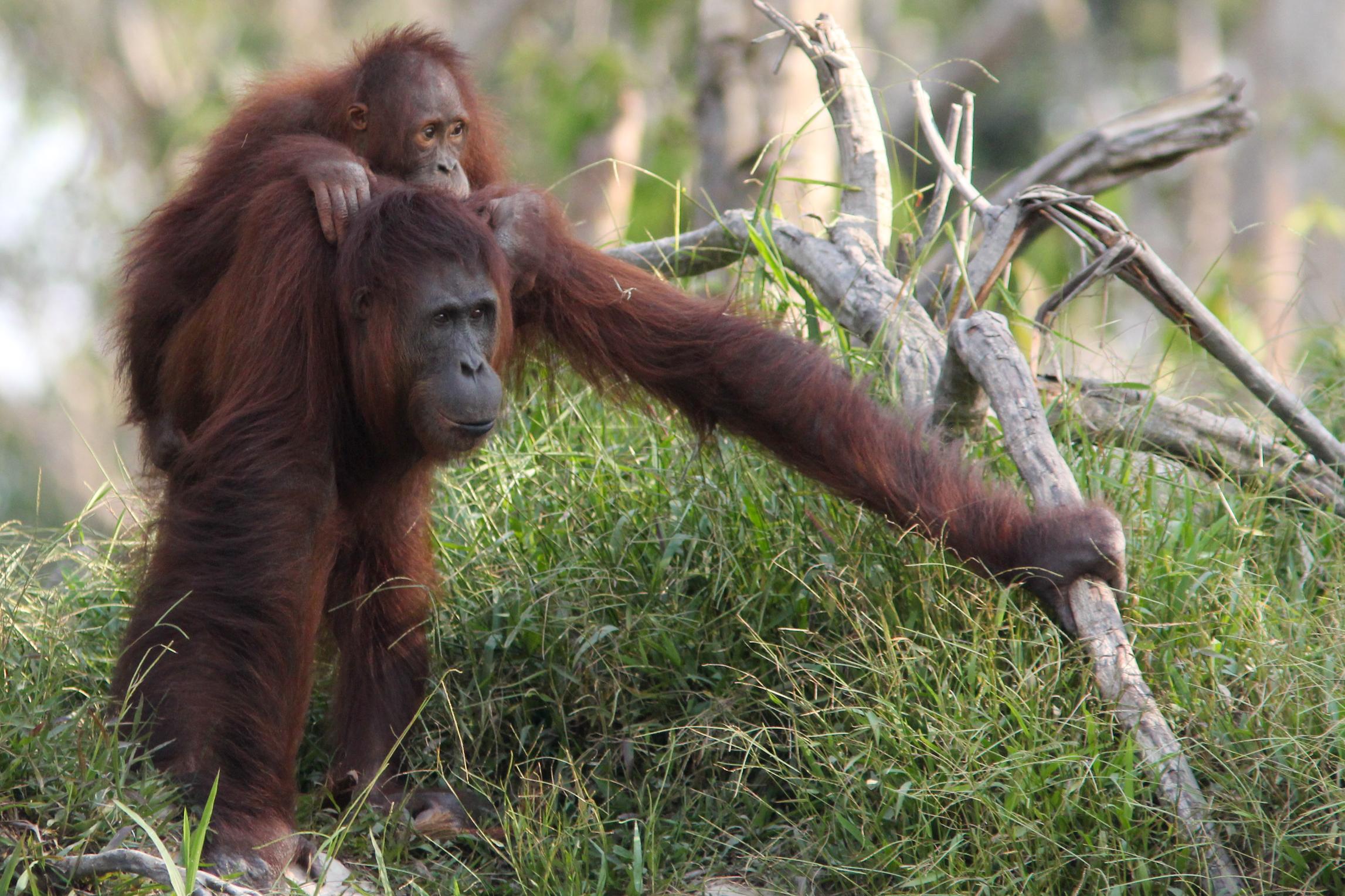 5 ways you can help save species from extinction | Conservation ...