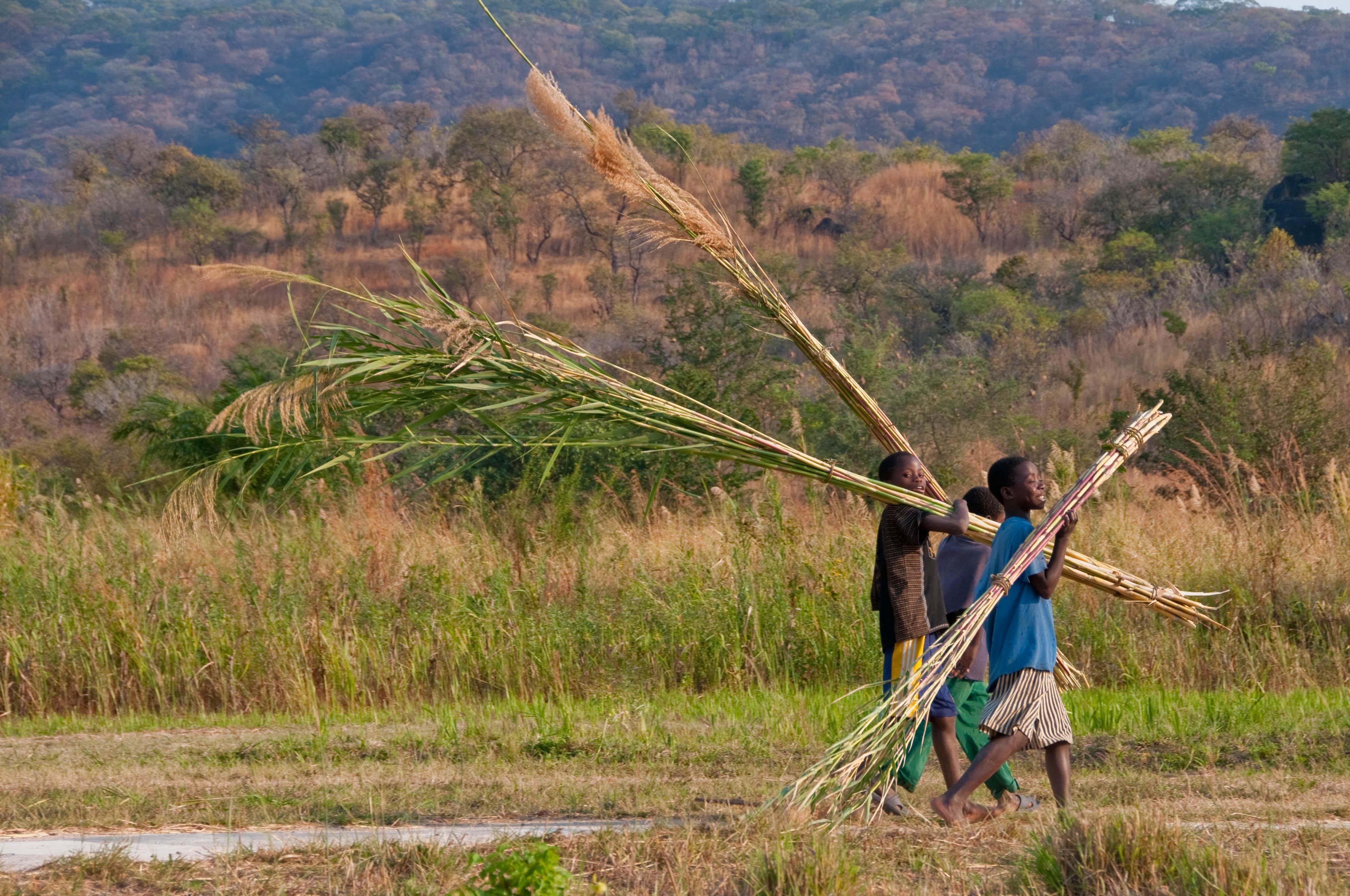 Experts: To achieve global conservation goals, secure Indigenous rights ...