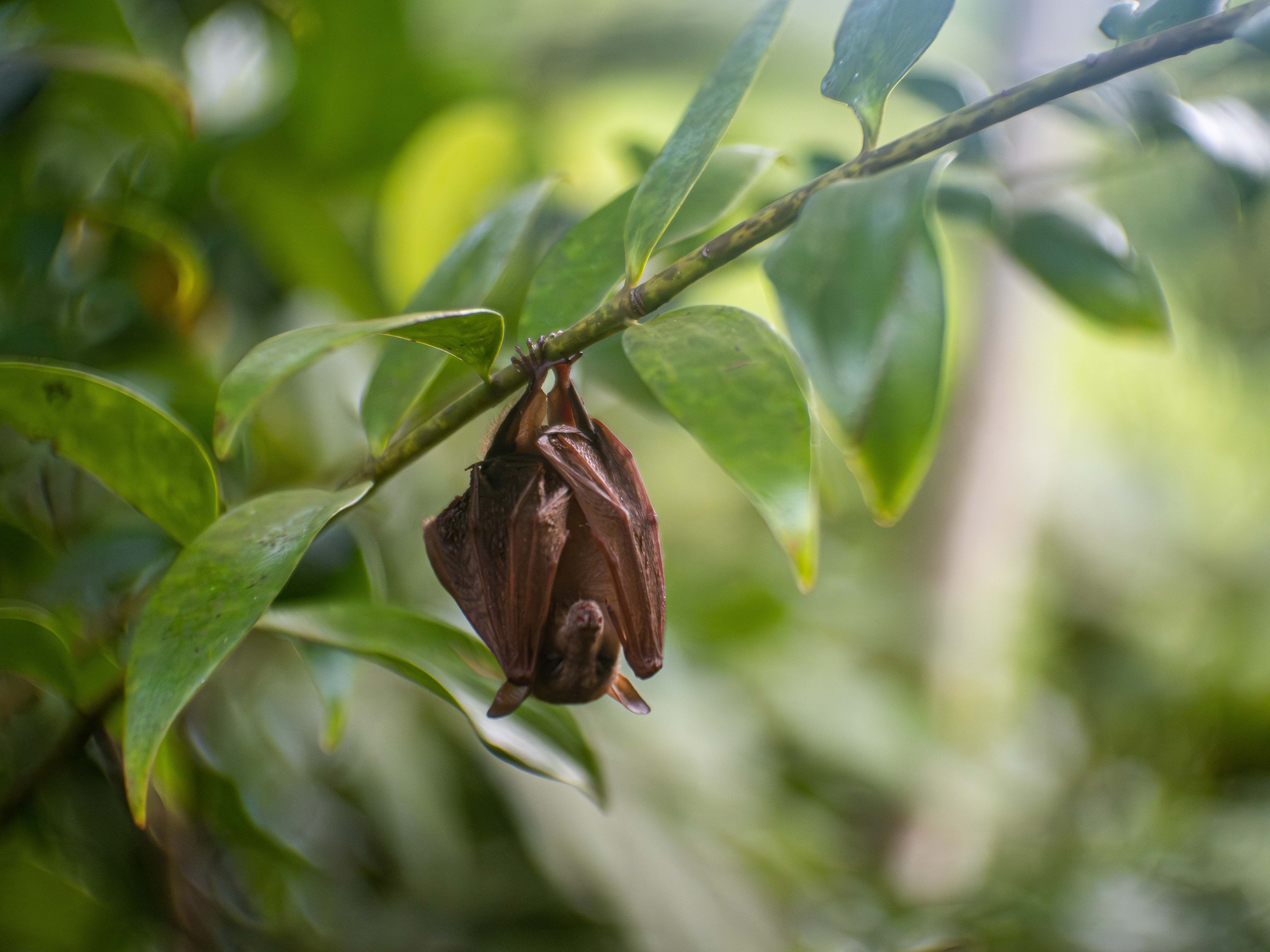 In an undisturbed cave, expedition finds ‘microbats’ once thought lost ...