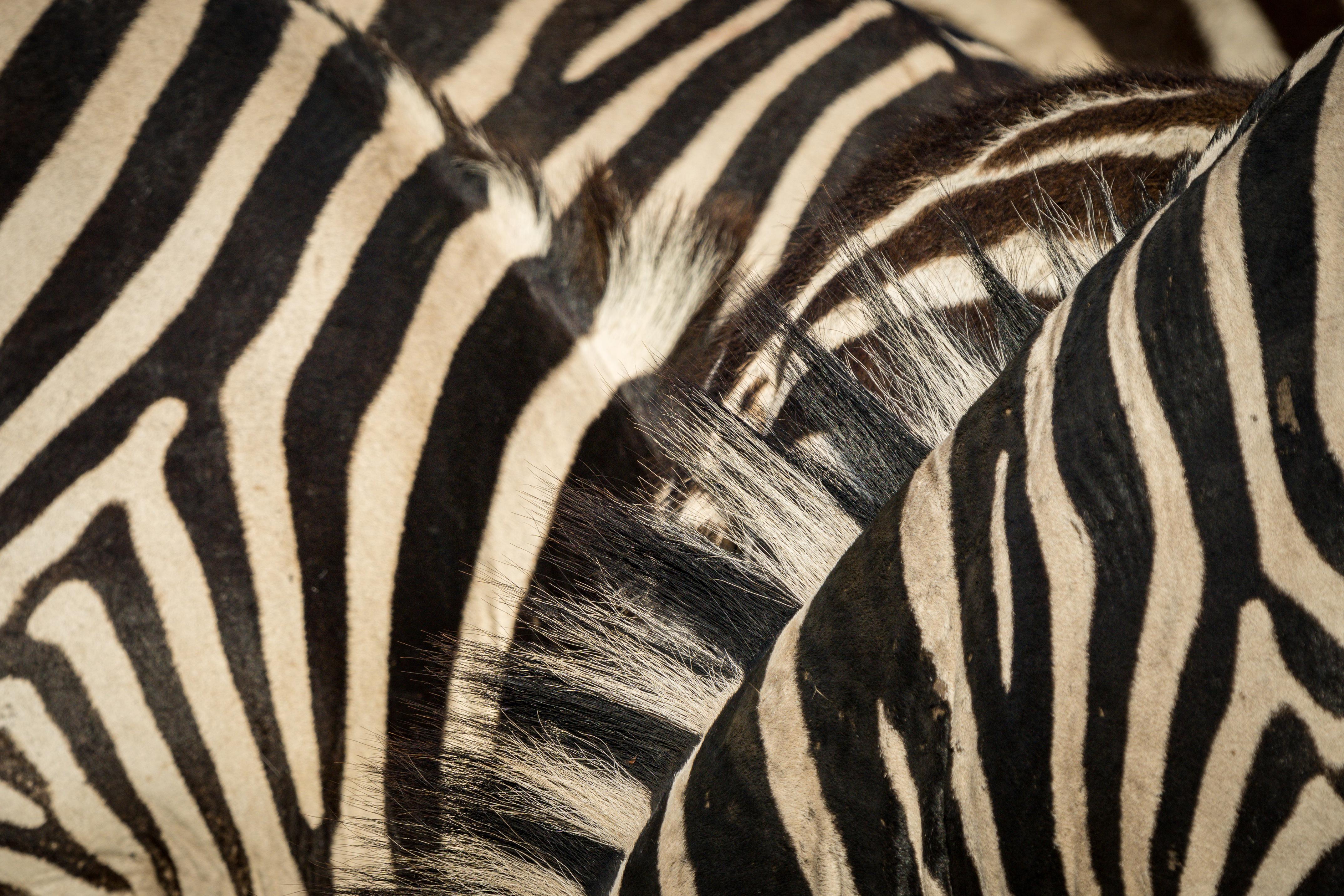Kenya | Conservation International