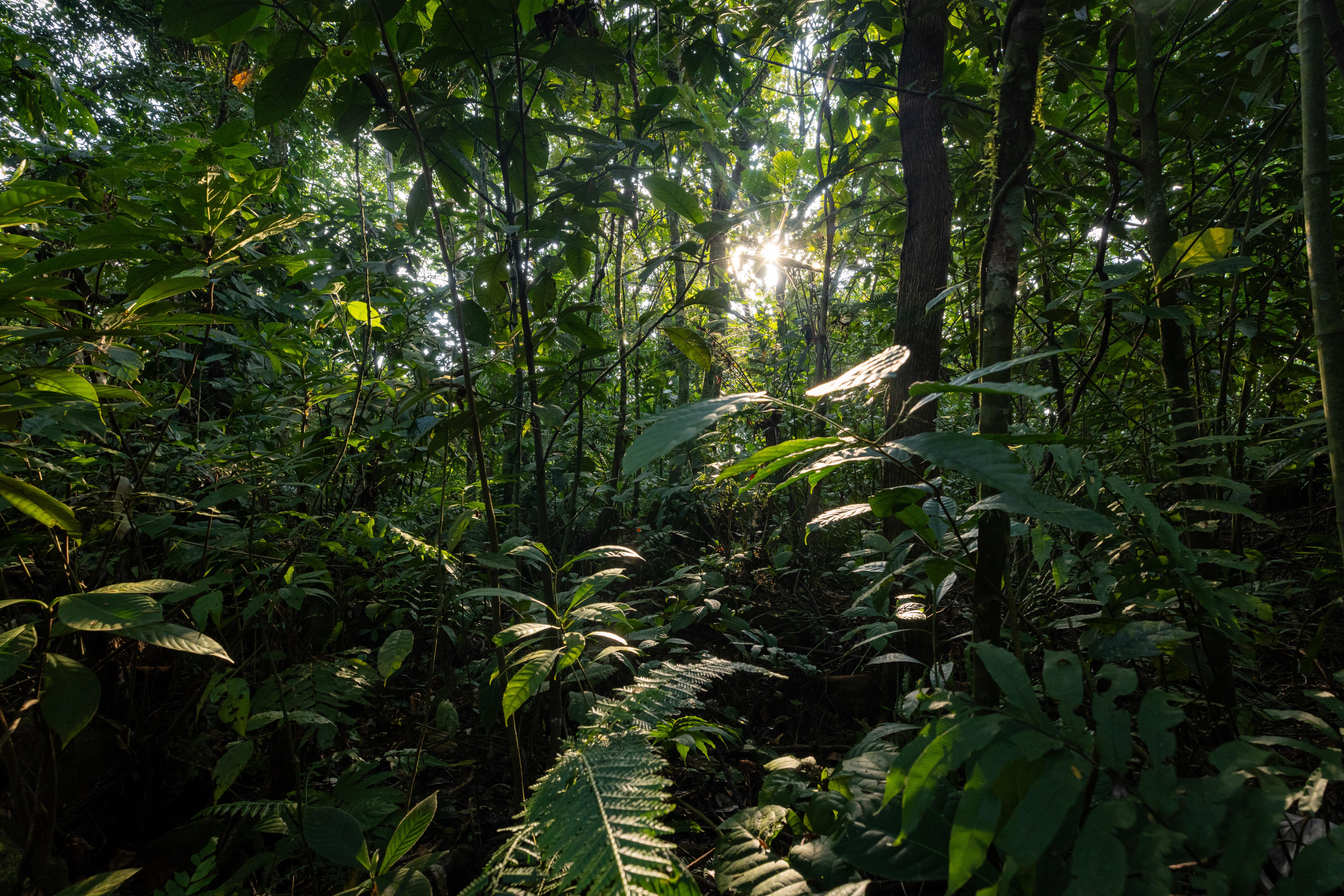 Countdown to the Amazon climate talks: What to expect at COP30 ...
