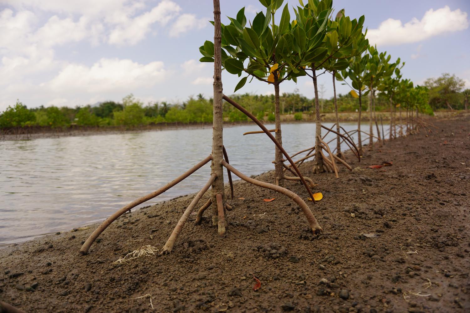 Ecosystem Restoration Integrated Program | Conservation International