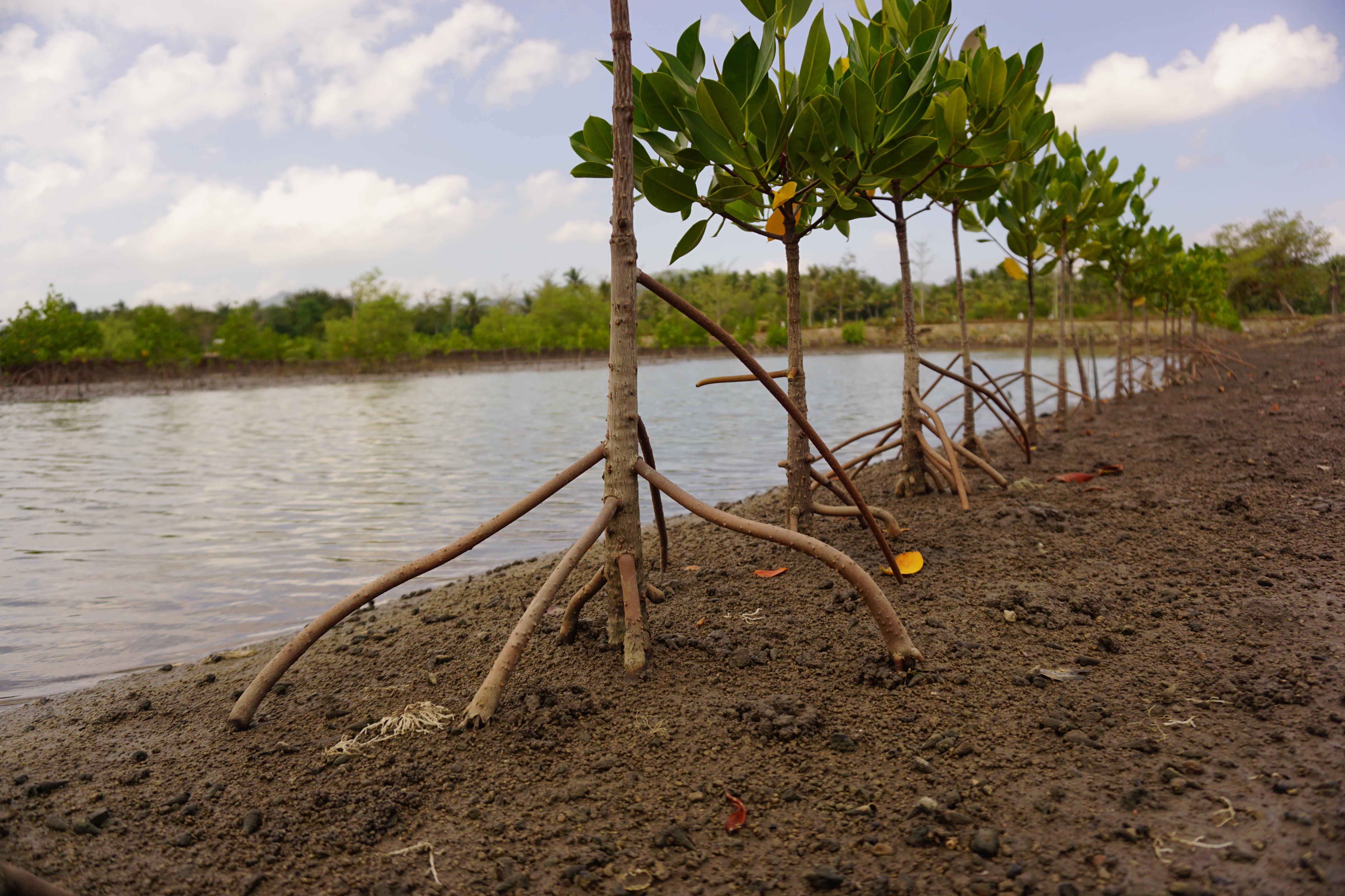 Ecosystem Restoration Integrated Program | Conservation International