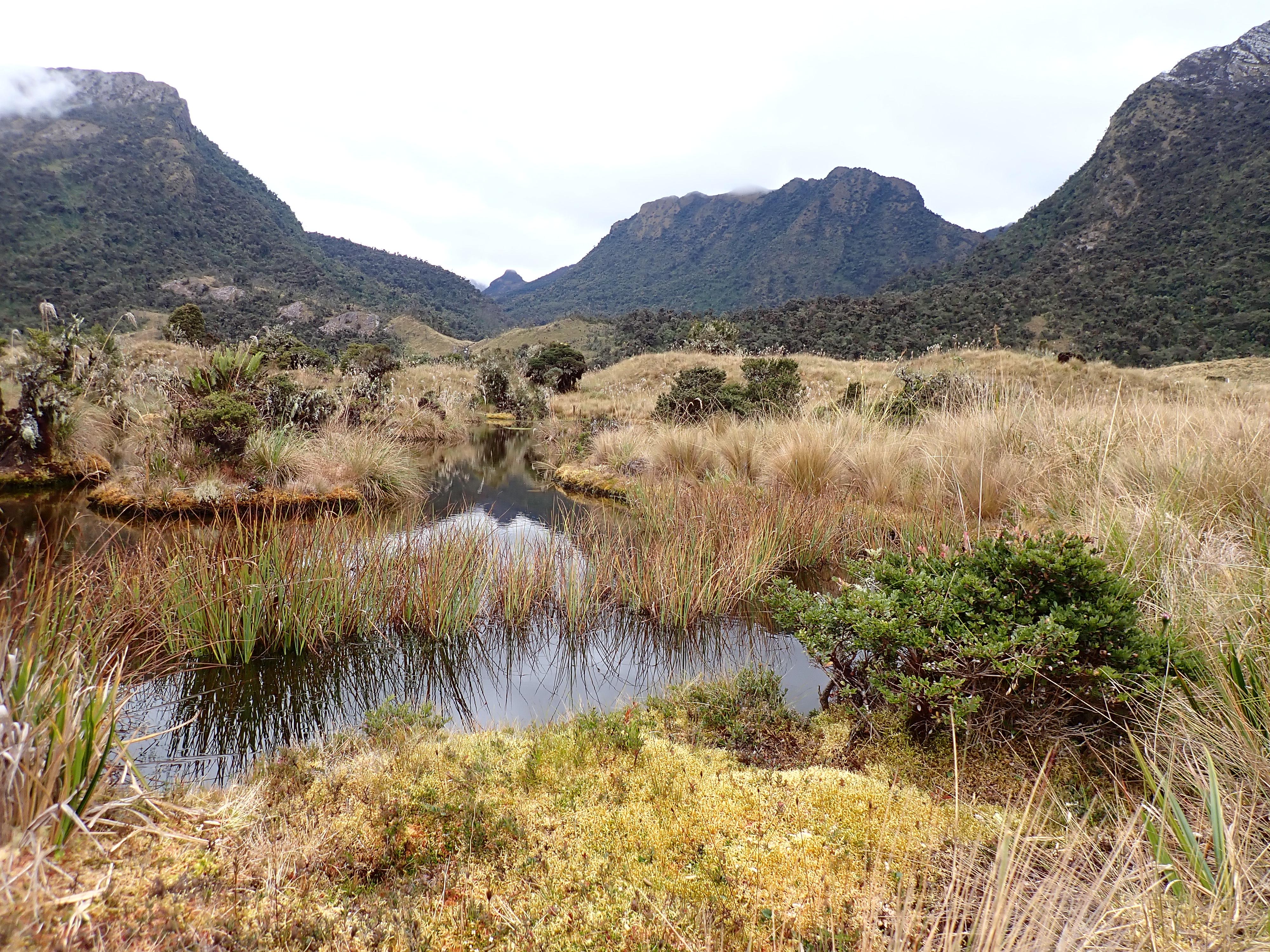 Tachymenoides harrisonfordi: A new snake species named after Harrison ...