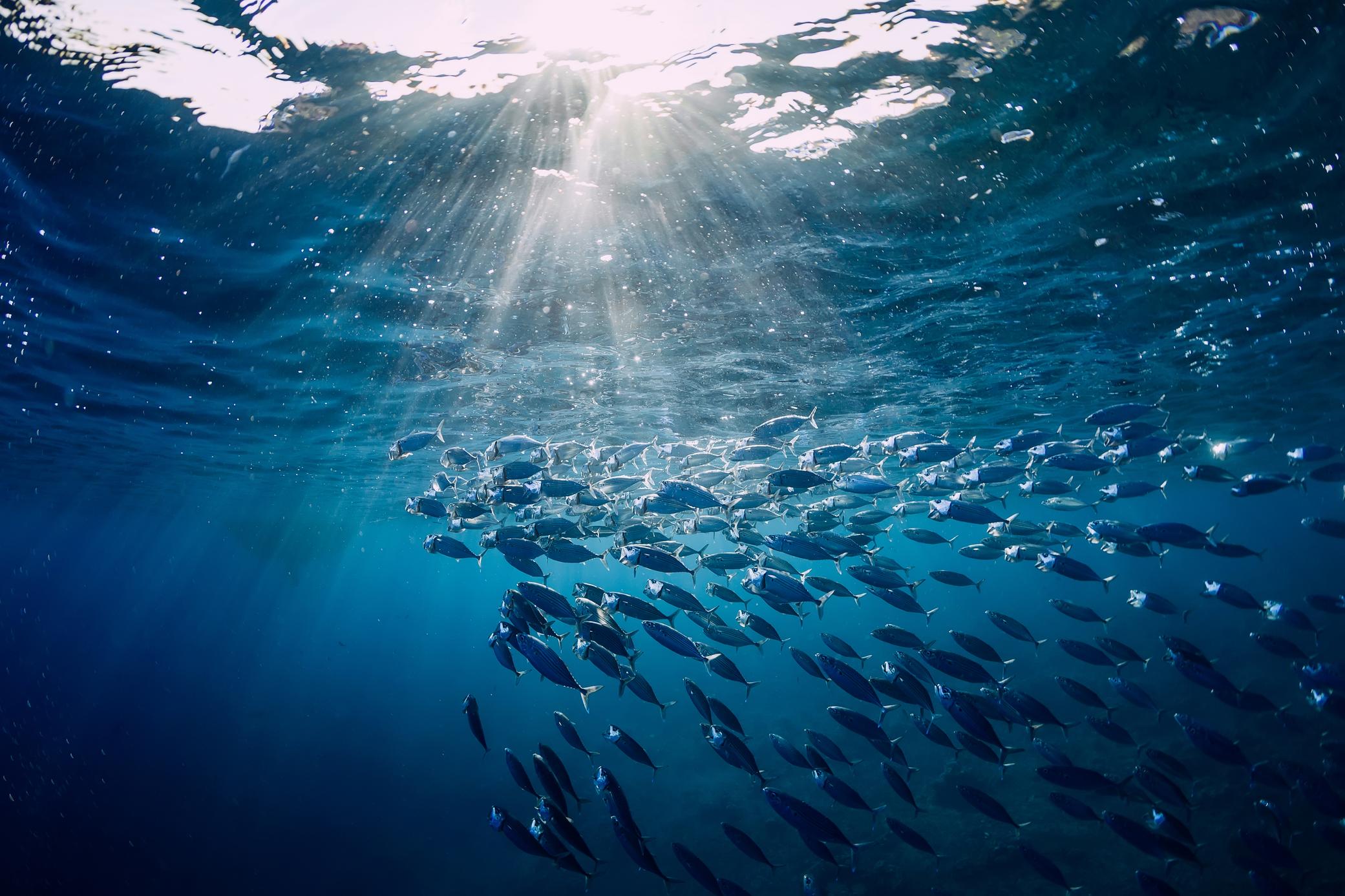 The ocean provides — and needs to be protected. Can humanity do both ...