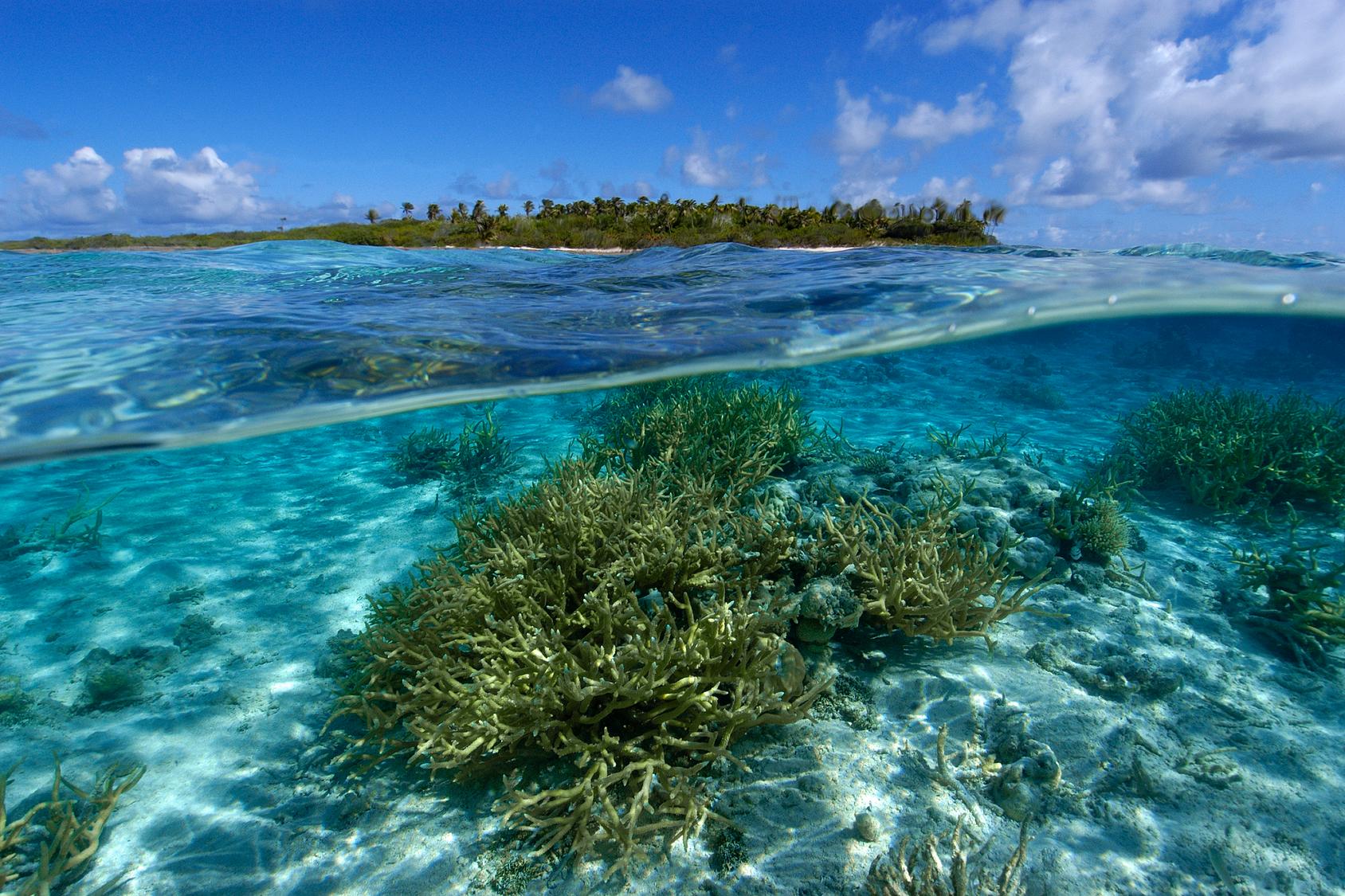 News spotlight: Can atolls survive sea-level rise? | Conservation ...