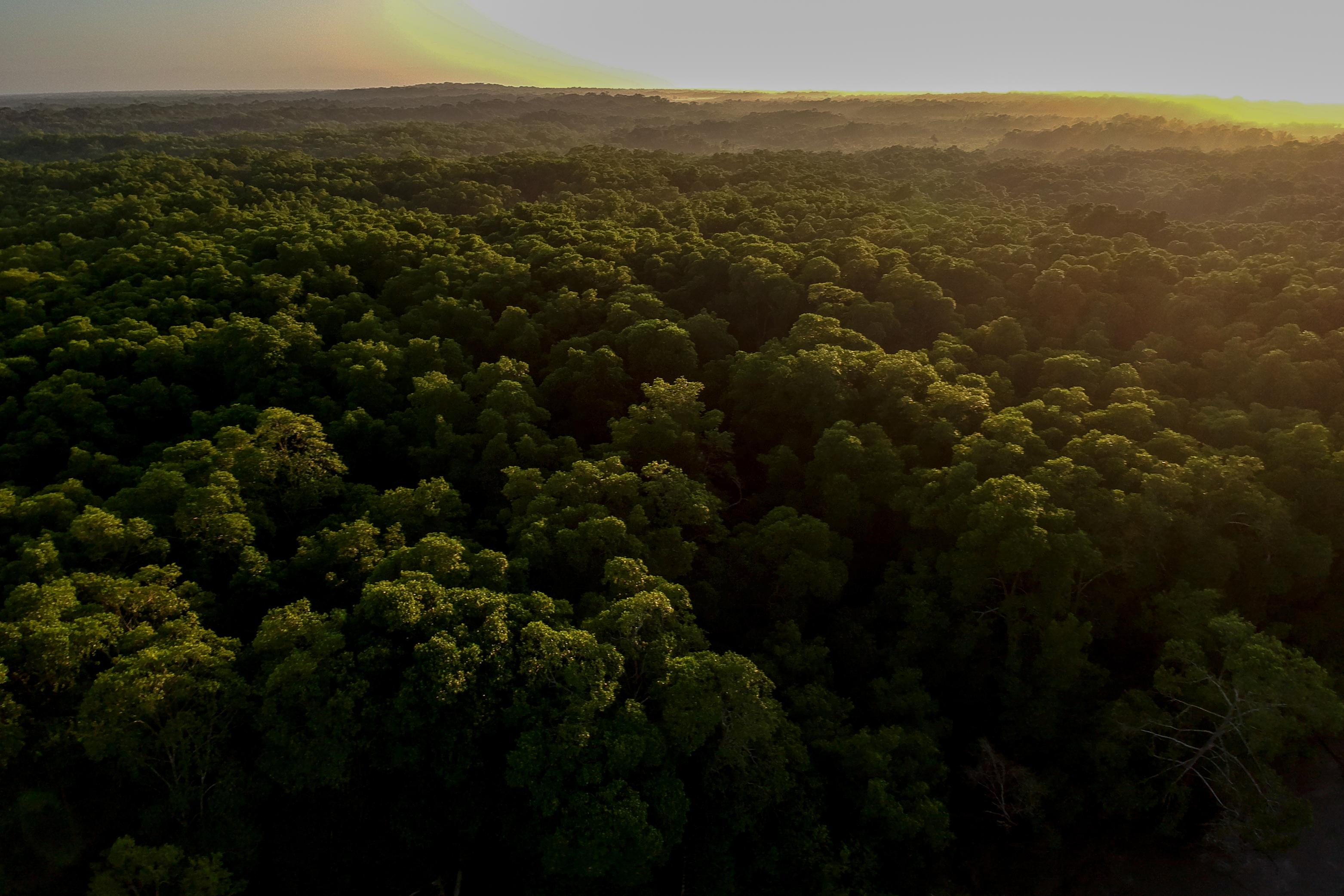 ‘Audacious’ reforestation effort grows in Brazil | Conservation ...