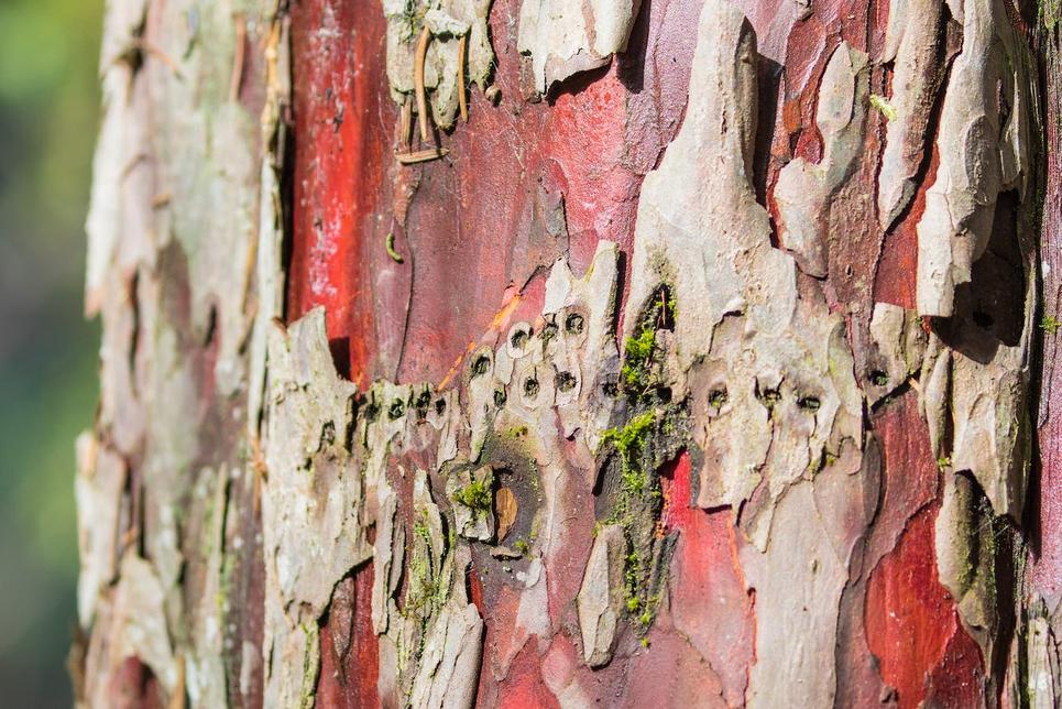 Unusual Trees of the World | Conservation International