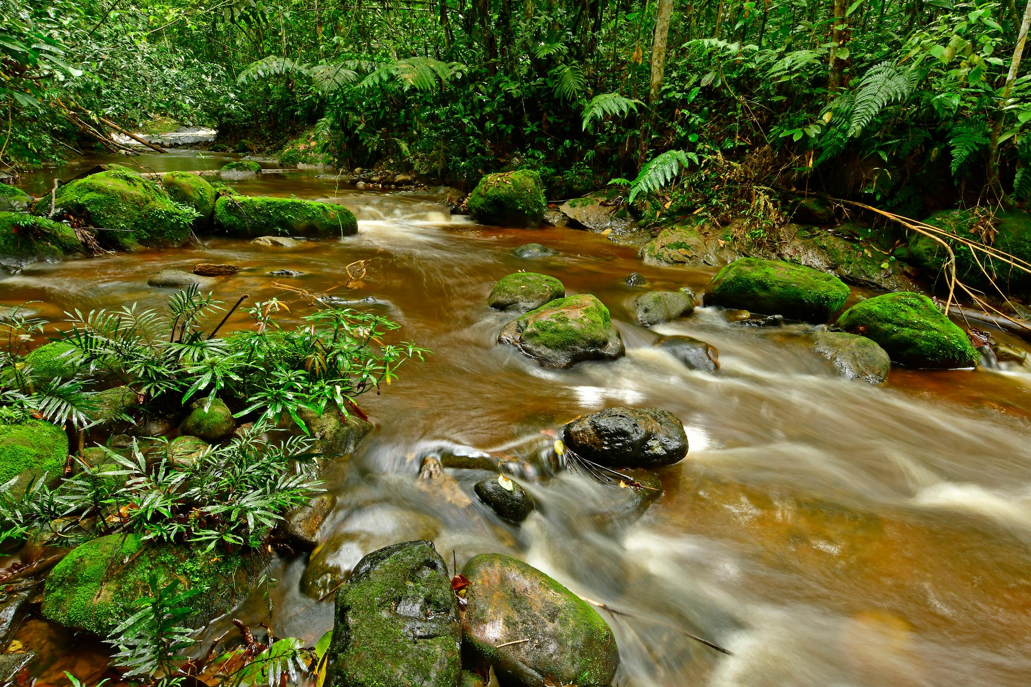 What on Earth is ‘eDNA’? | Conservation International