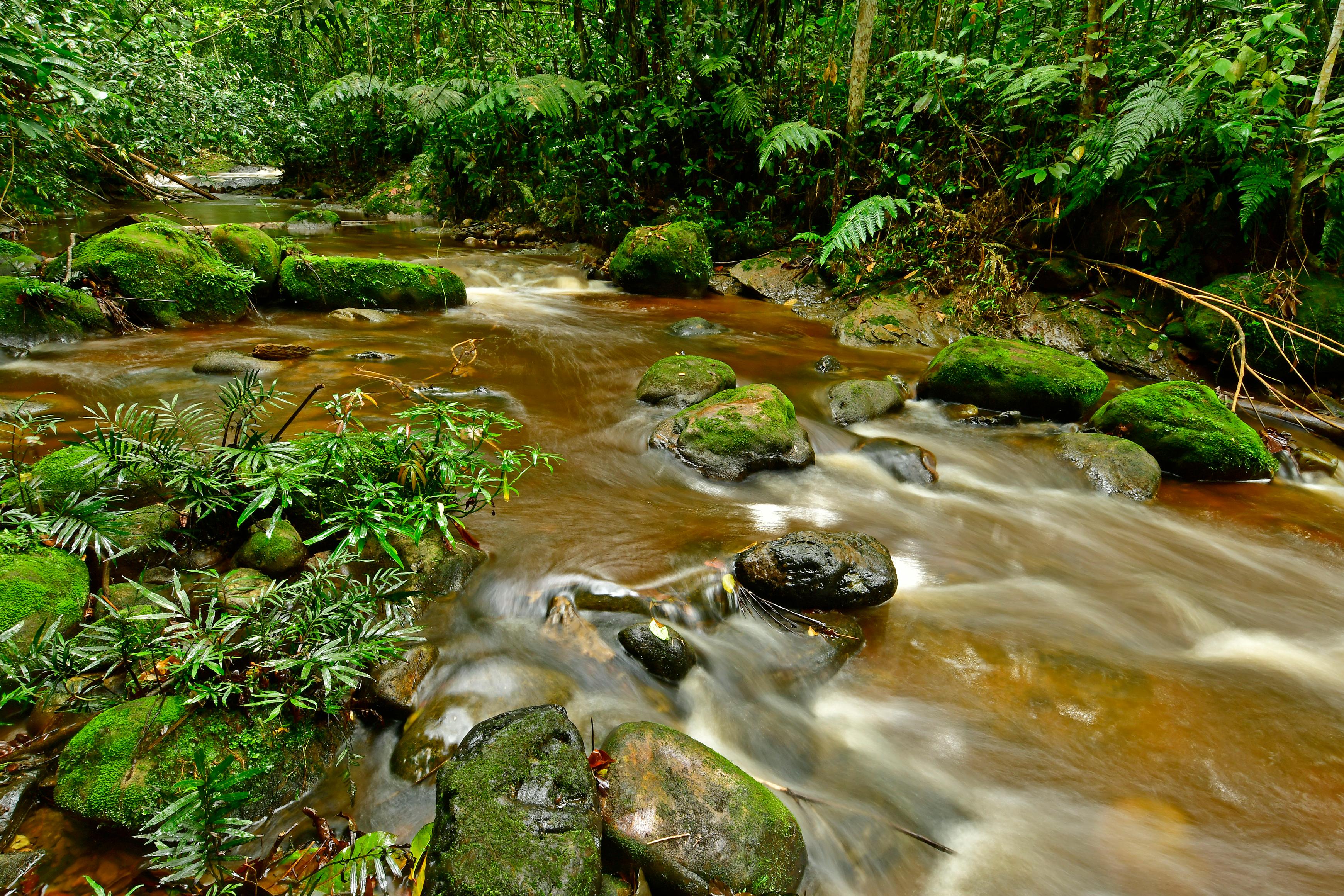 What on Earth is ‘eDNA’? | Conservation International