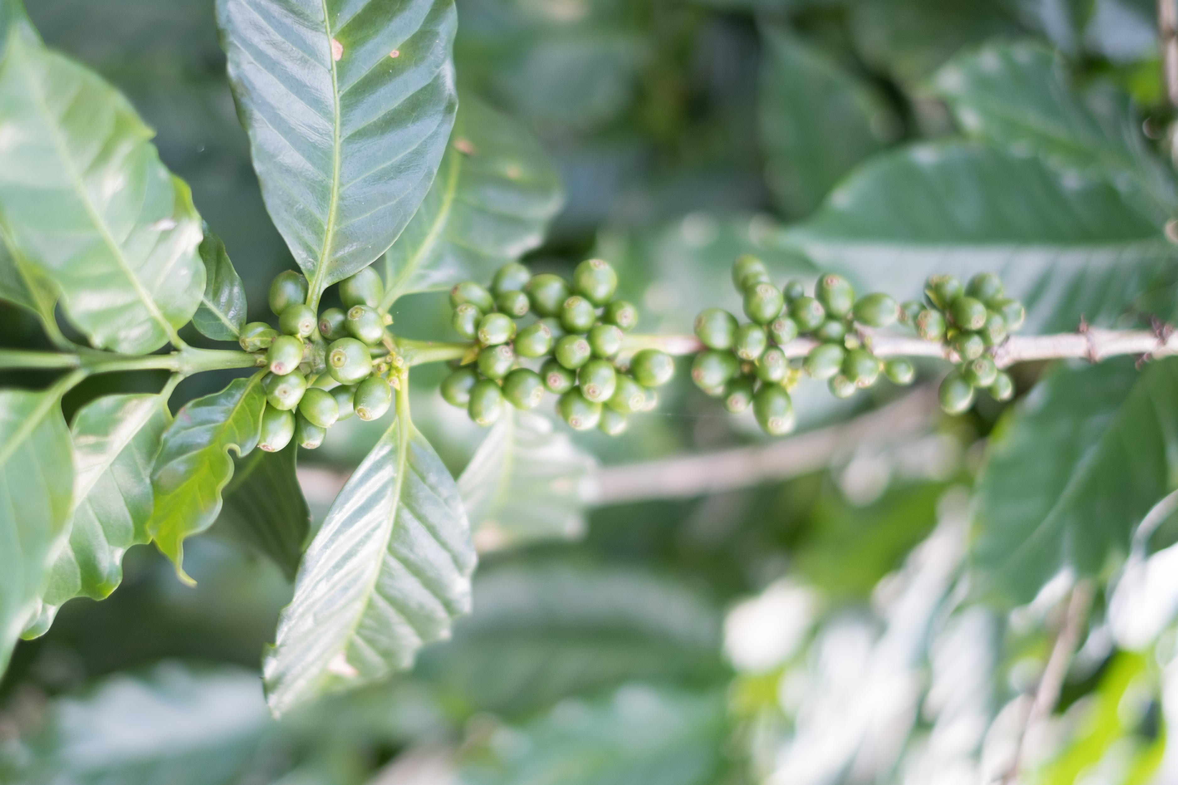 What on Earth is ‘sustainable’ coffee? | Conservation International