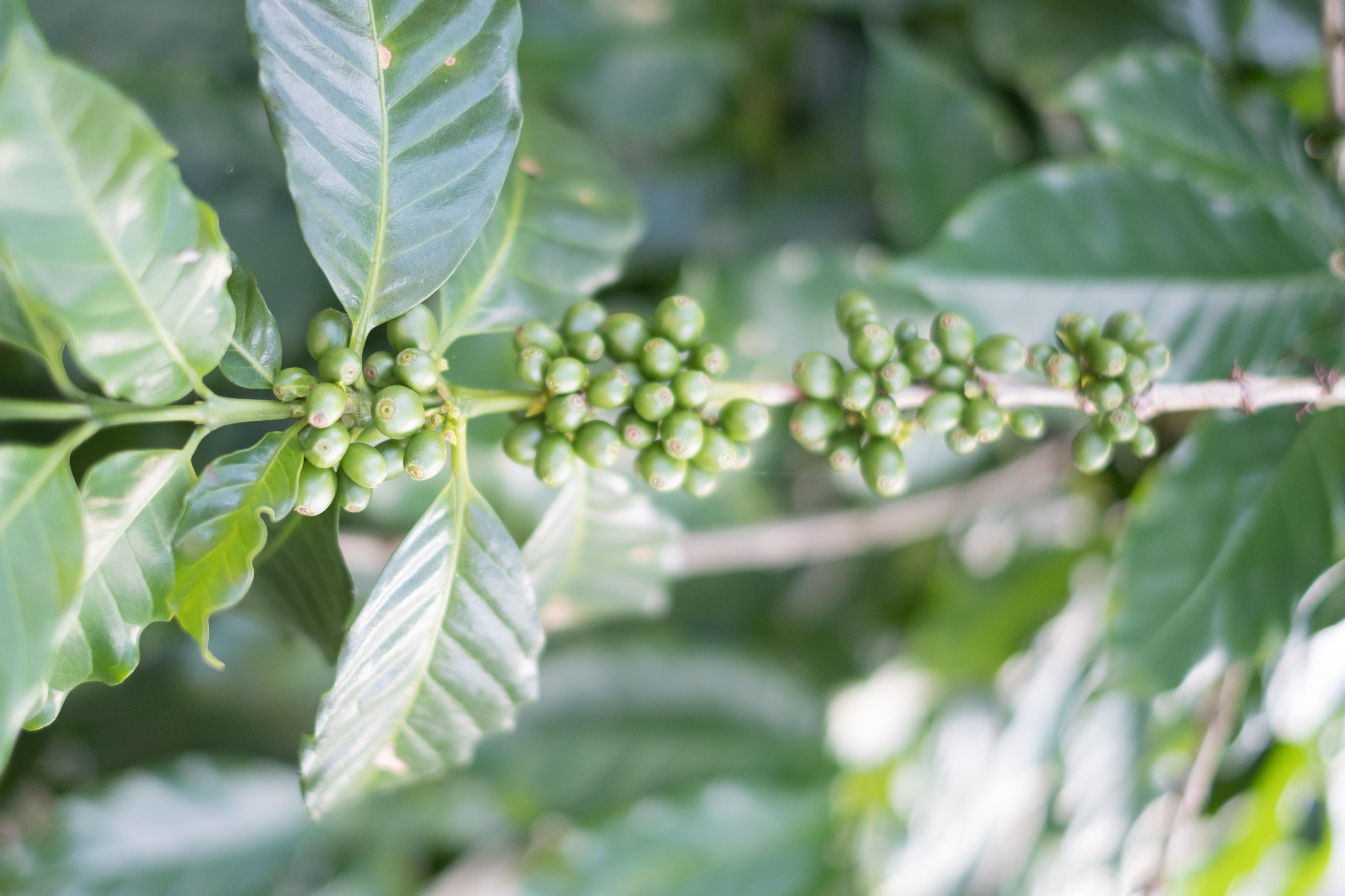 What on Earth is ‘sustainable’ coffee? | Conservation International