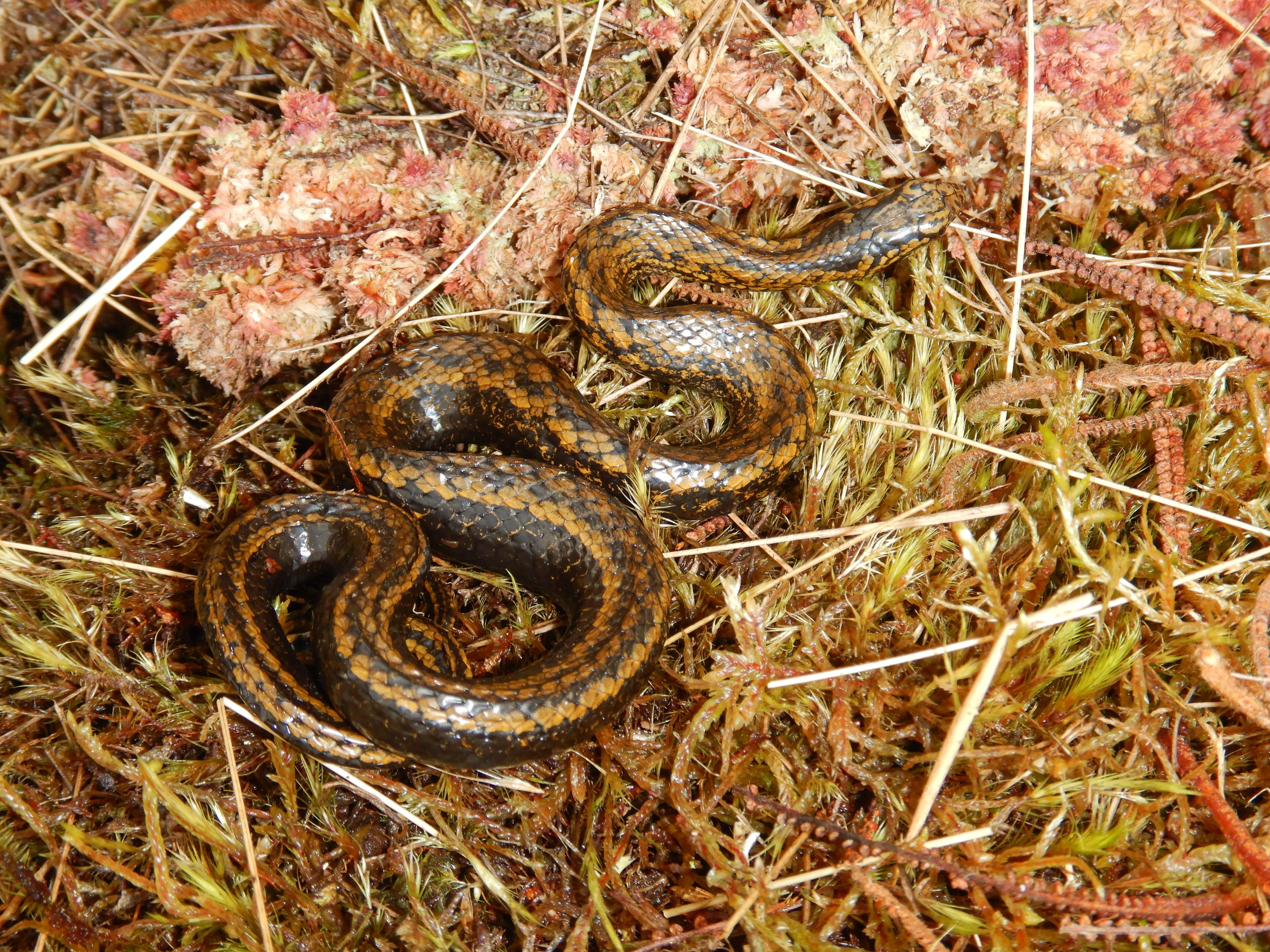 Tachymenoides harrisonfordi: A new snake species named after Harrison ...