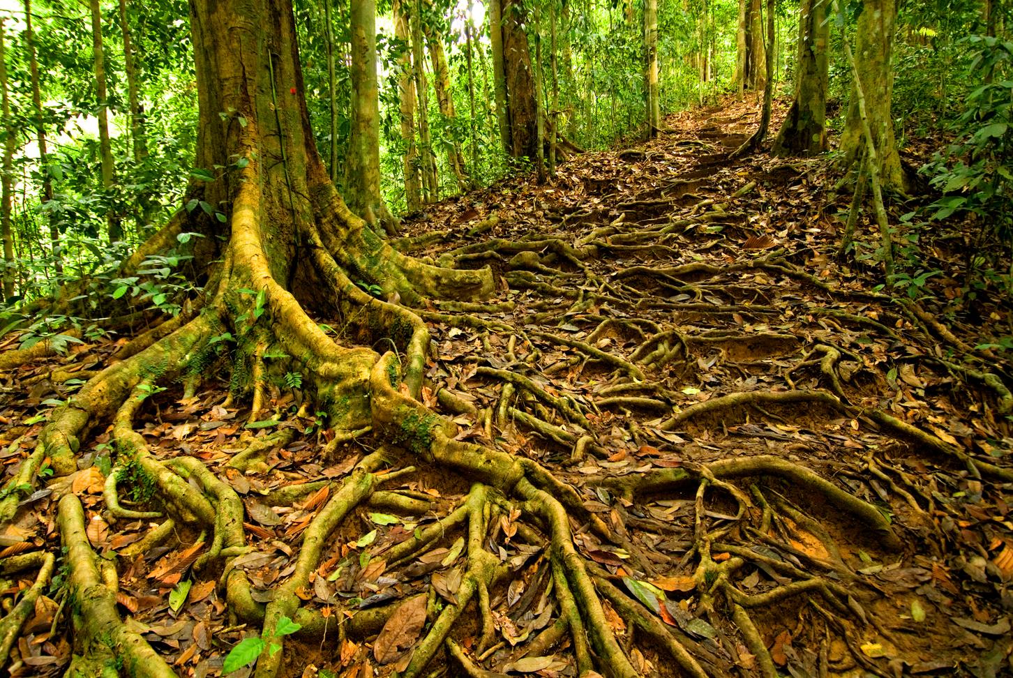 How cool are forests? A hot new study has answers | Conservation ...