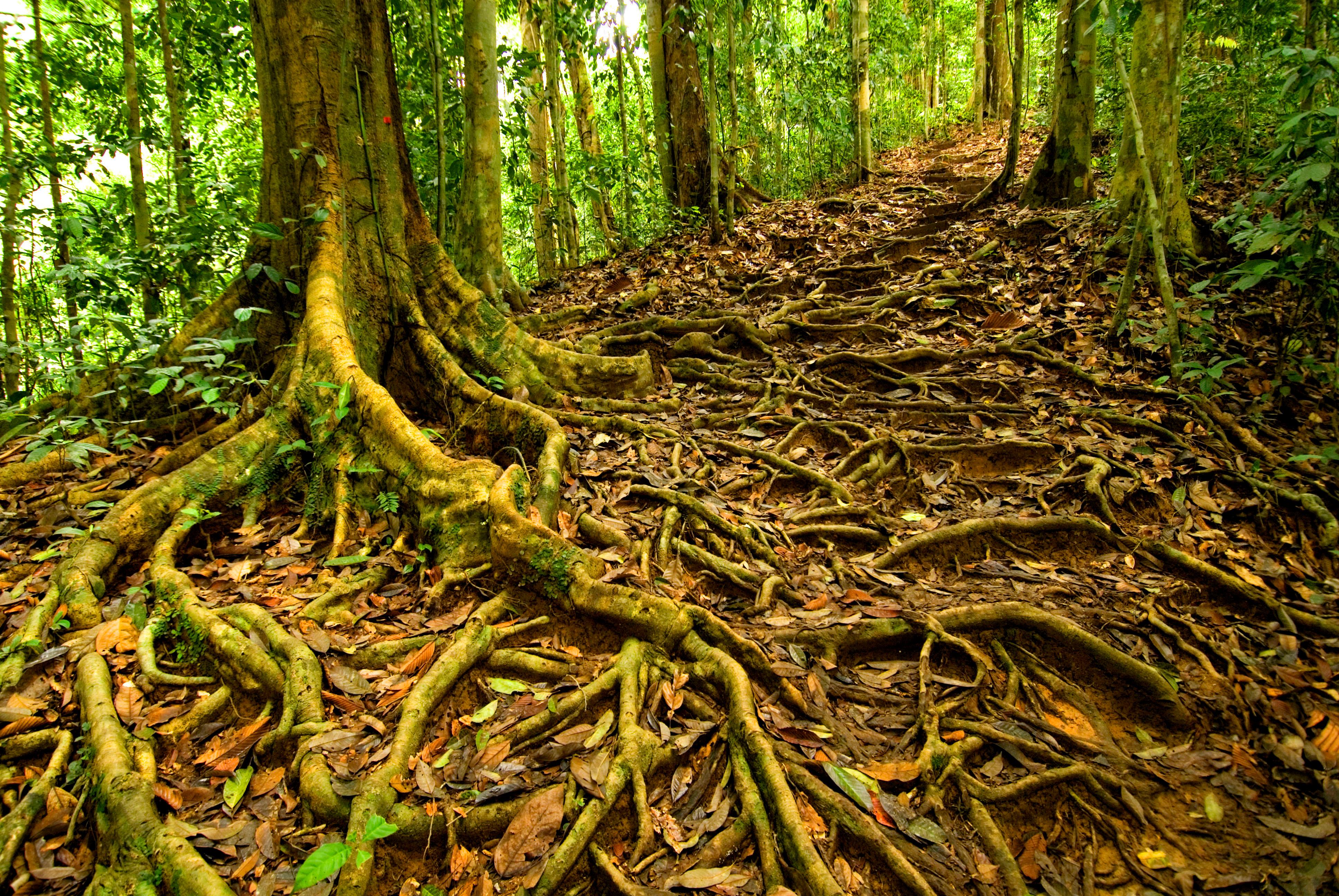 How cool are forests? A hot new study has answers | Conservation ...