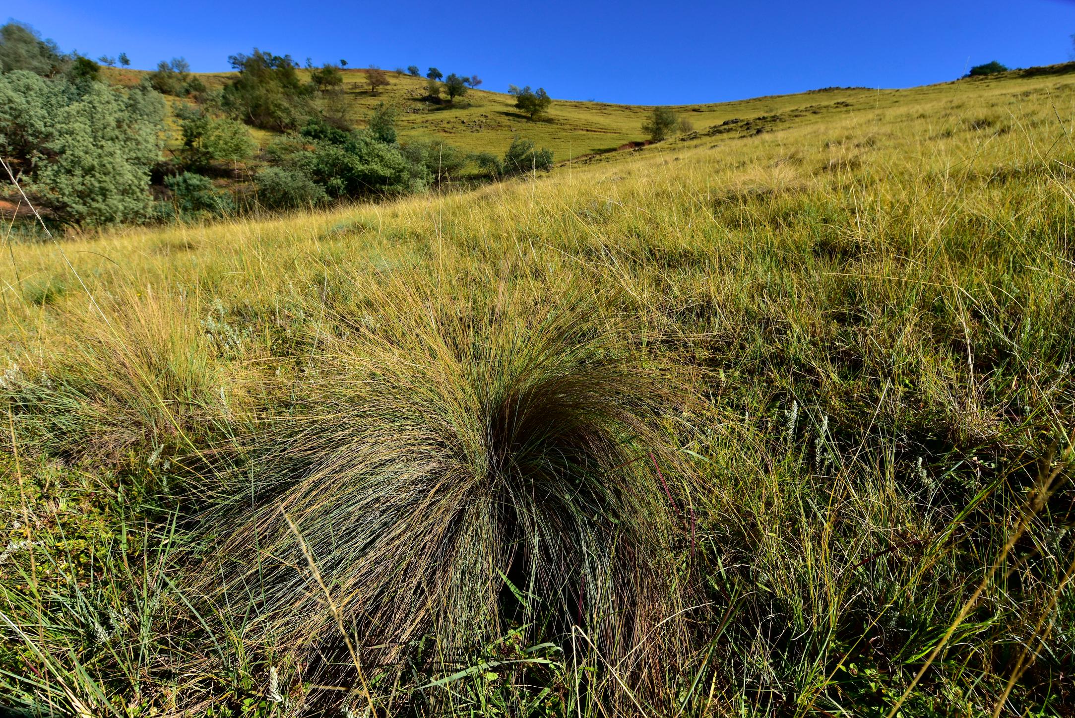 Upon reflection: Study gauges grasslands’ climate-fighting powers ...