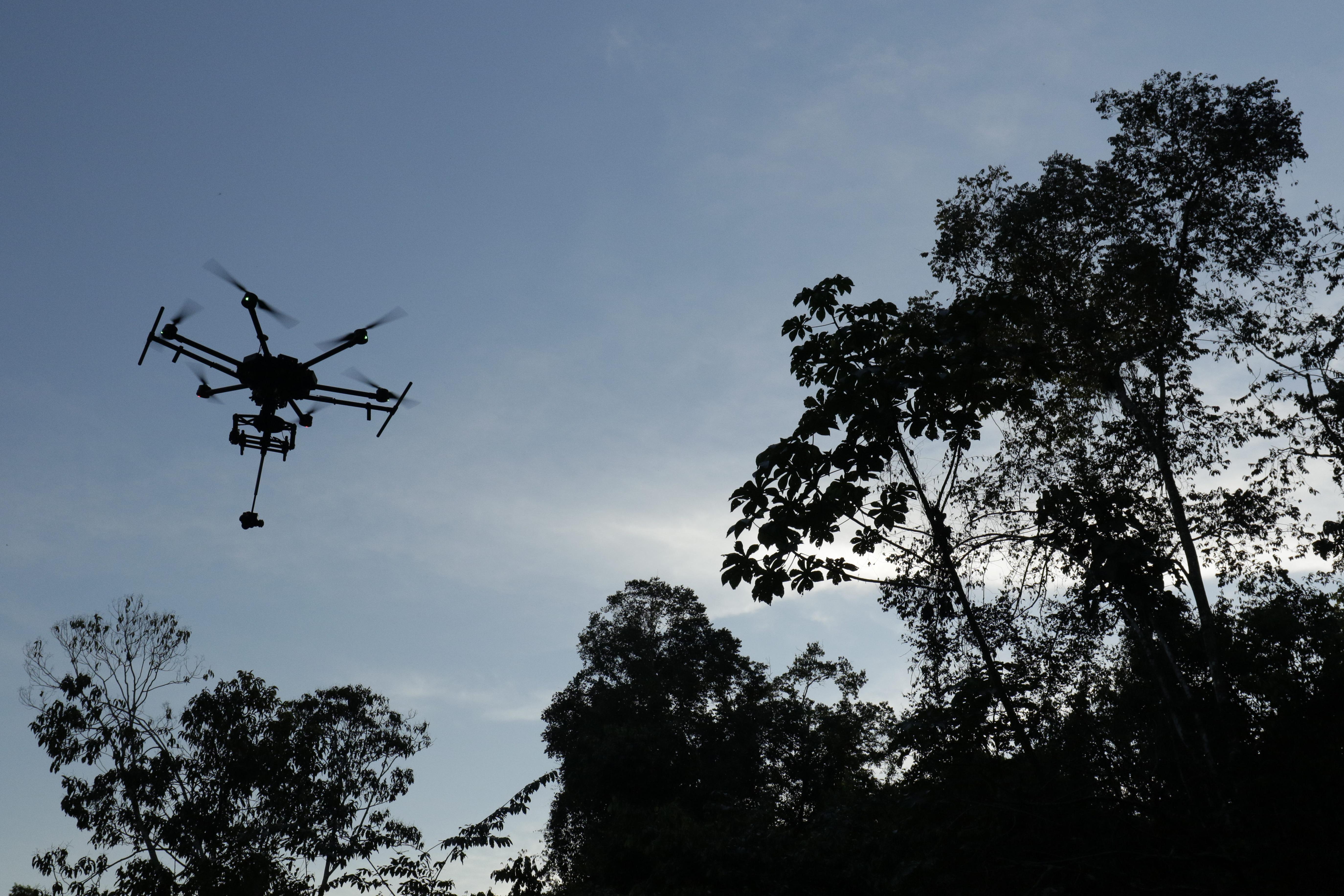 Under the Canopy - A VR Experience | Conservation International