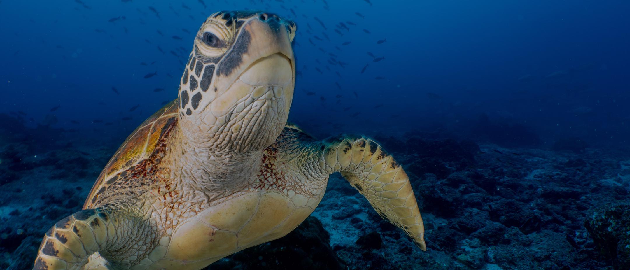 Our Priorities: Oceans | Conservation International