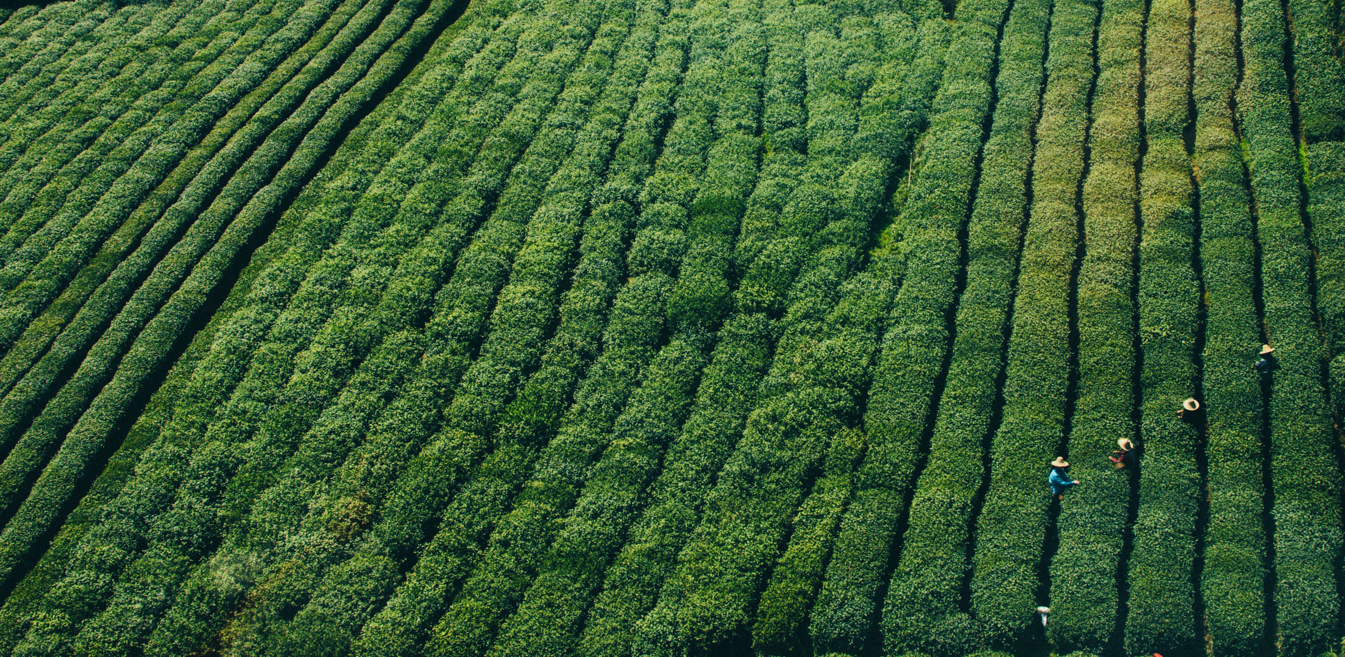 Scaling Impact: Conservation International and Bregal Sphere announce ...