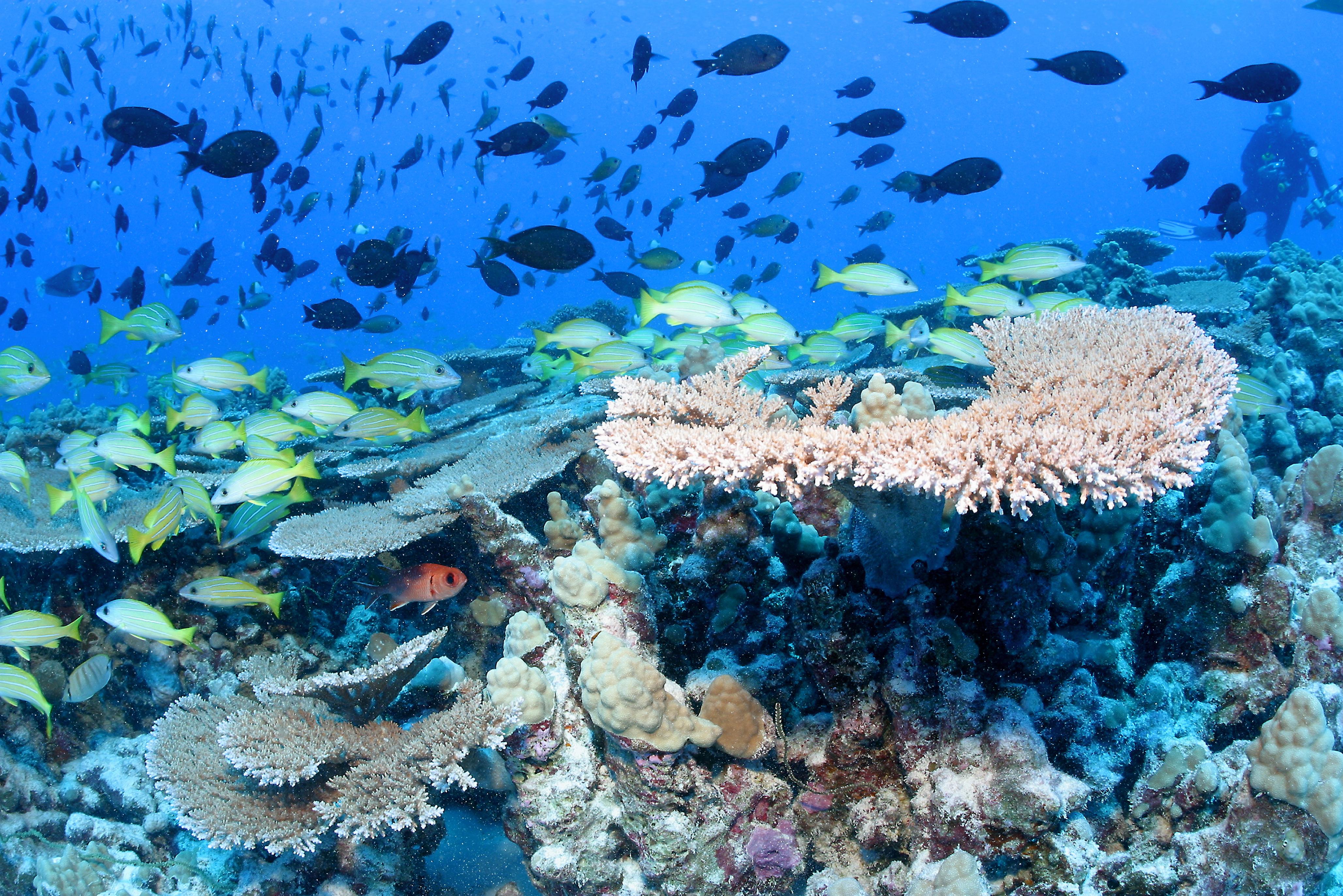 Hawai‘i | Conservation International