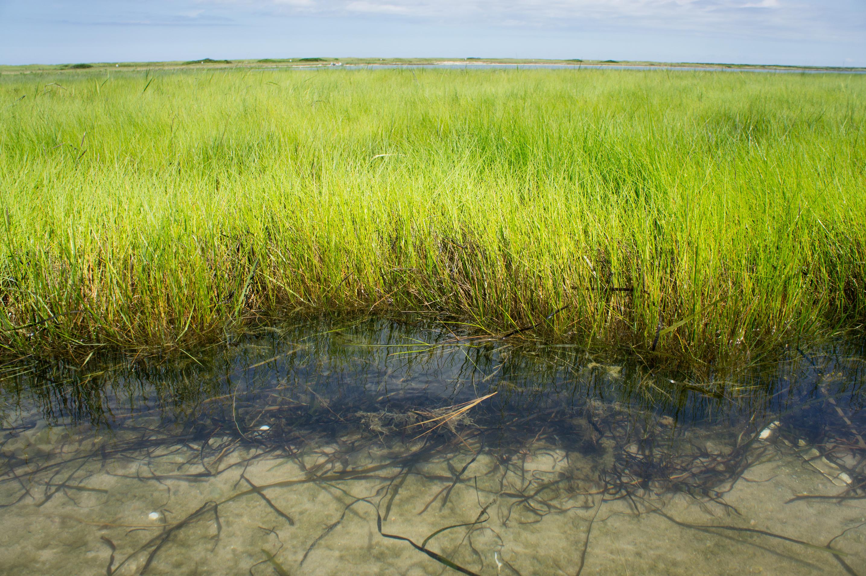 International Blue Carbon Institute | Conservation International